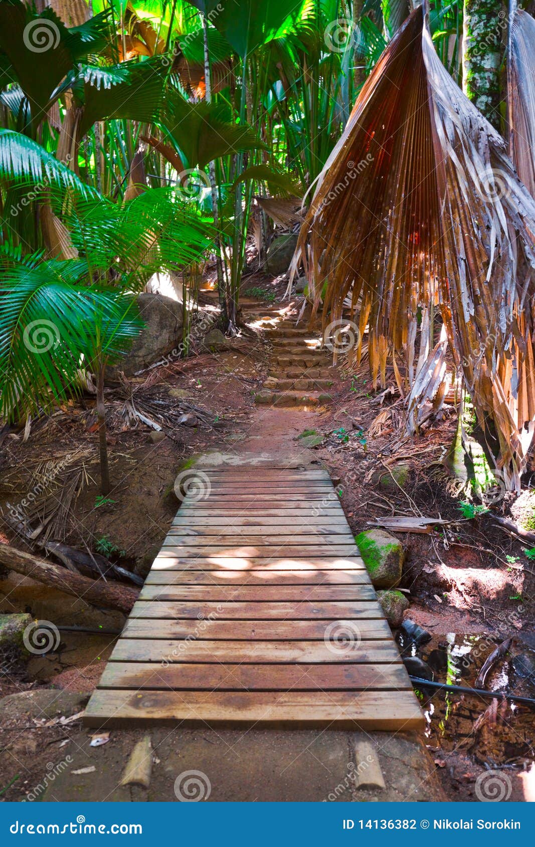Pathway in Jungle, Vallee De Mai, Seychelles Stock Photo - Image of ...