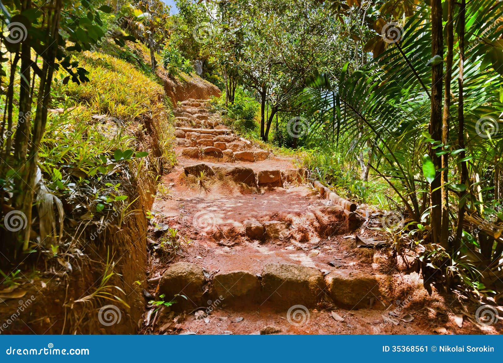 Pathway in Jungle - Vallee De Mai - Seychelles Stock Image - Image of ...