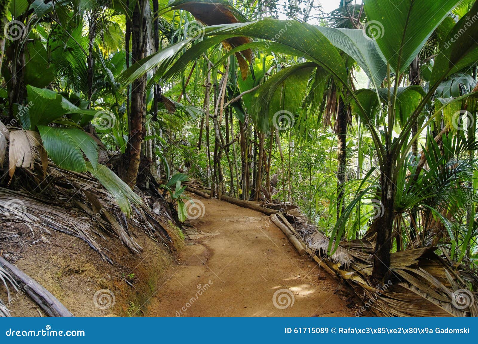 Pathway in jungle stock image. Image of palm, landscape - 61715089