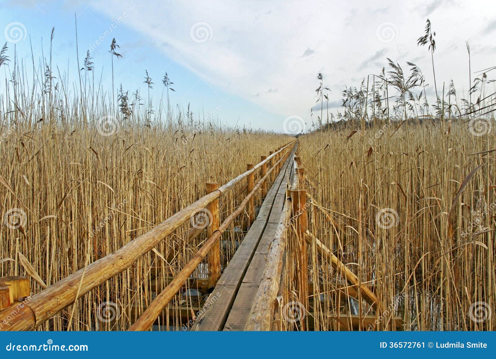 Pathway on the lake. stock image. Image of flowing, outdoor - 36572761