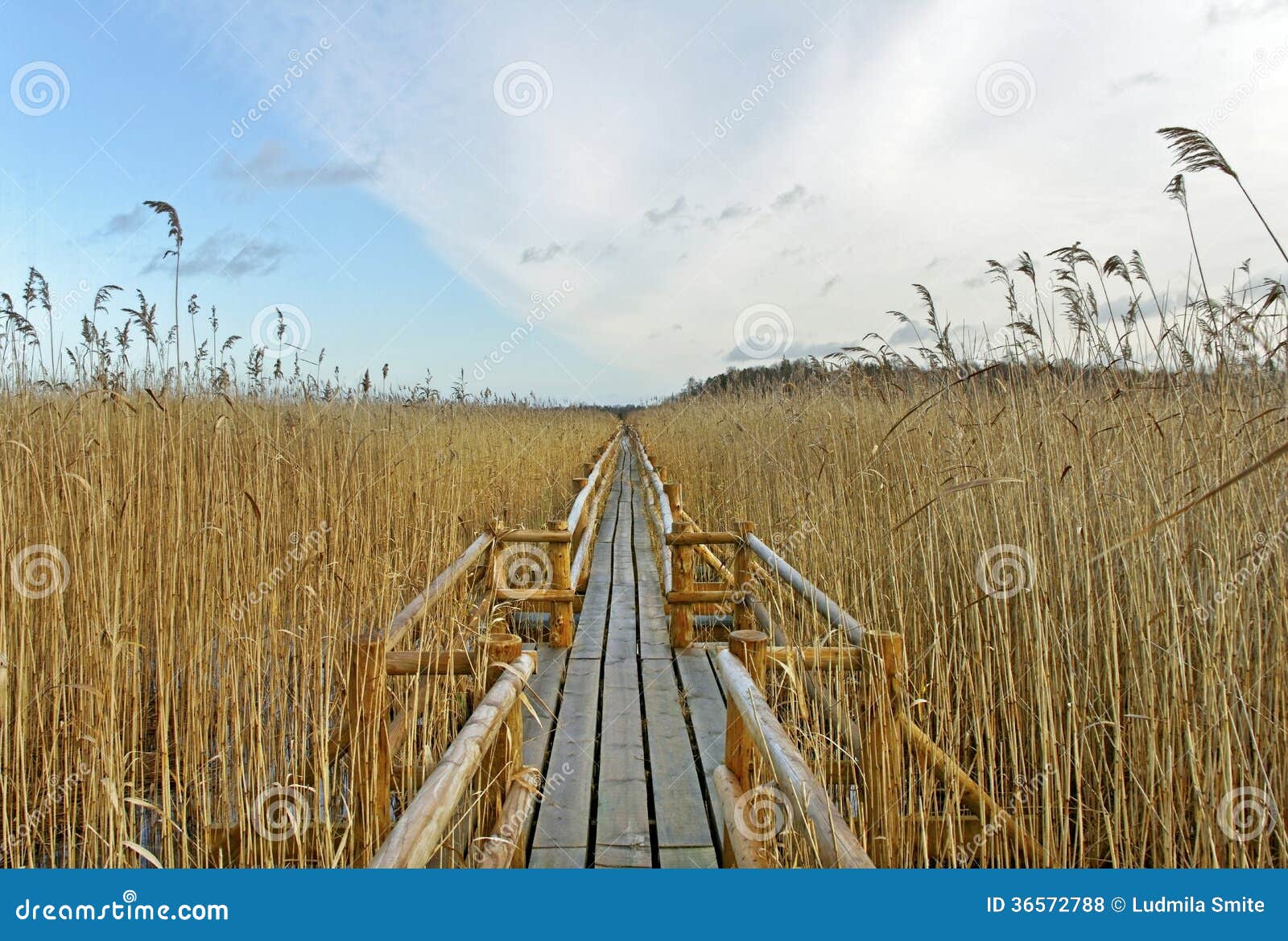 Pathway On The Lake. Royalty-Free Stock Image | CartoonDealer.com #36572788