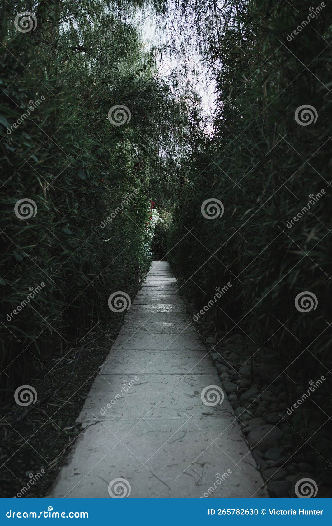 Pathway Leading Down through Two Tall Hedges Stock Photo - Image of ...