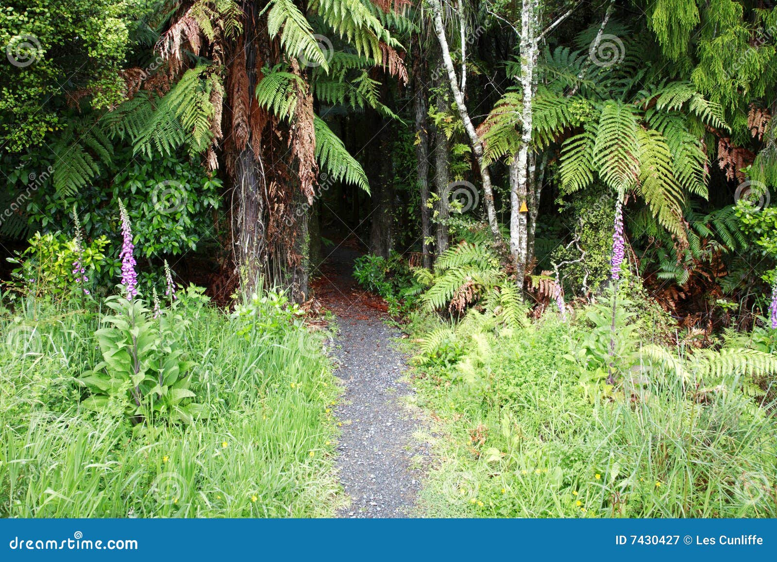 Pathway Leading into Jungle Stock Image - Image of pathway, outdoors ...