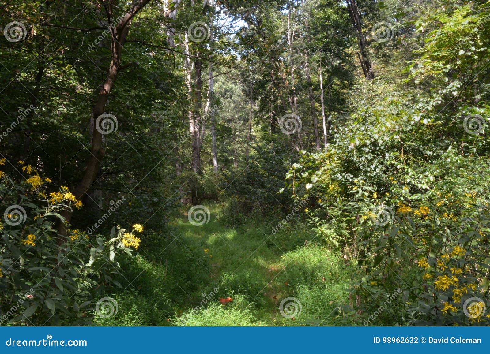 Pathway stock photo. Image of blossoms, lined, pathway - 98962632