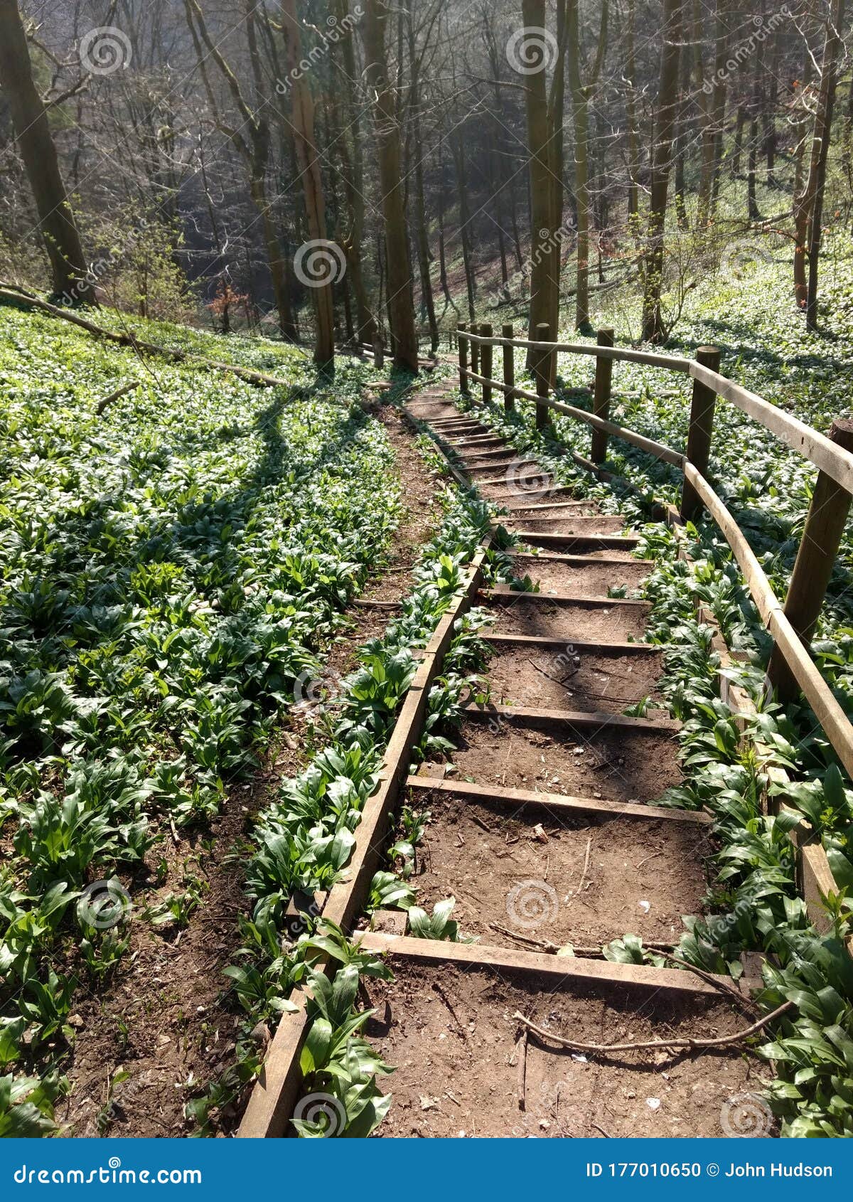 Pathway Leads To the Forest Floor Stock Photo - Image of leads, english ...
