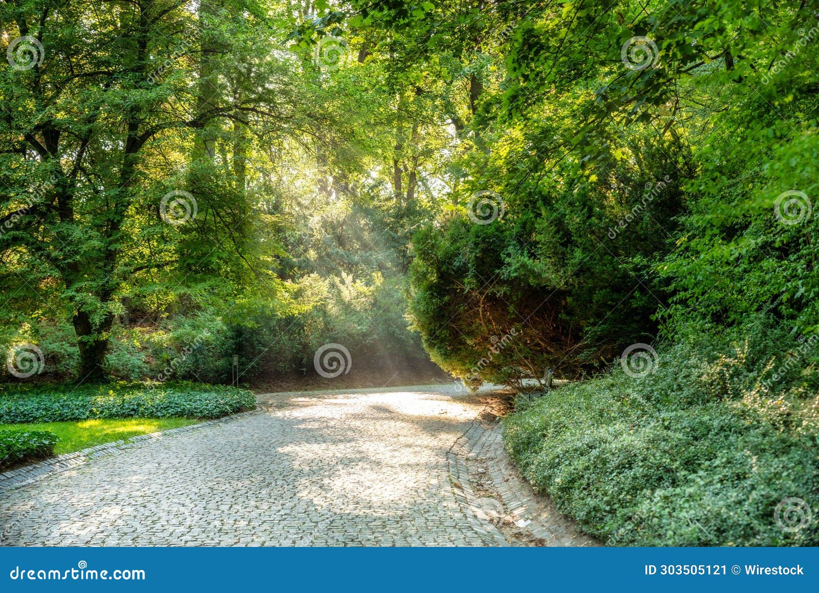 A Pathway Leads into the Woods with Sunlight Shining through Trees ...