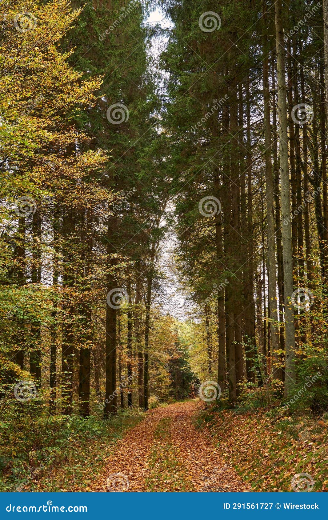 Pathway with Leaf-covered Ground and Towering Trees on Either Side ...