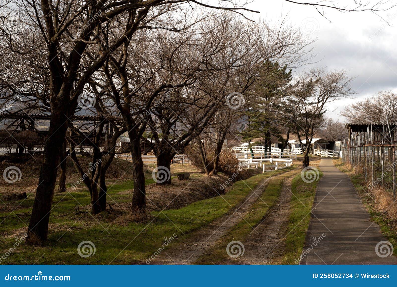Pathway with Leafless Tree on the Side Stock Photo - Image of leafless ...