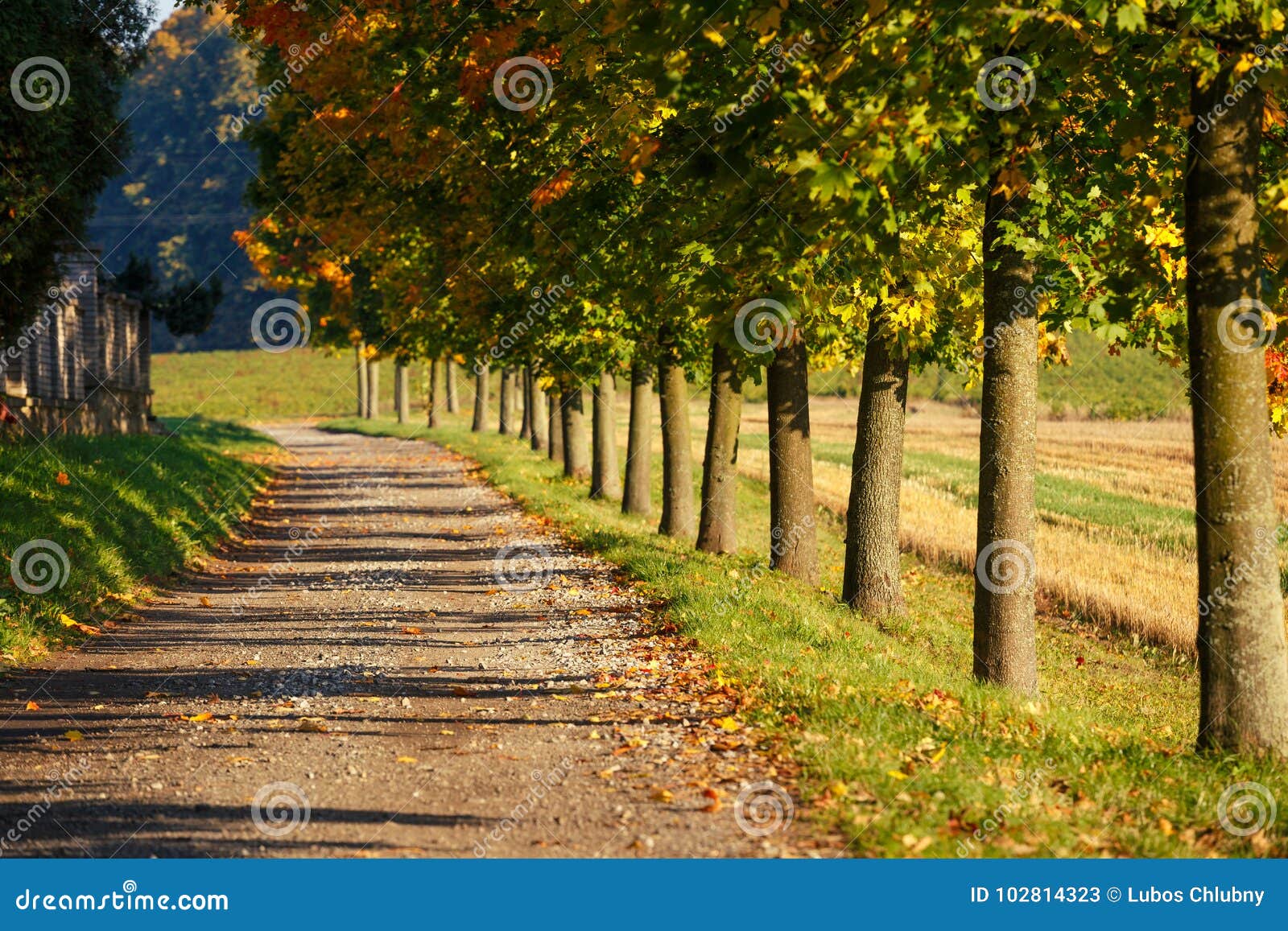 Pathway Lined with Autumn Trees Stock Image - Image of branch, golden ...