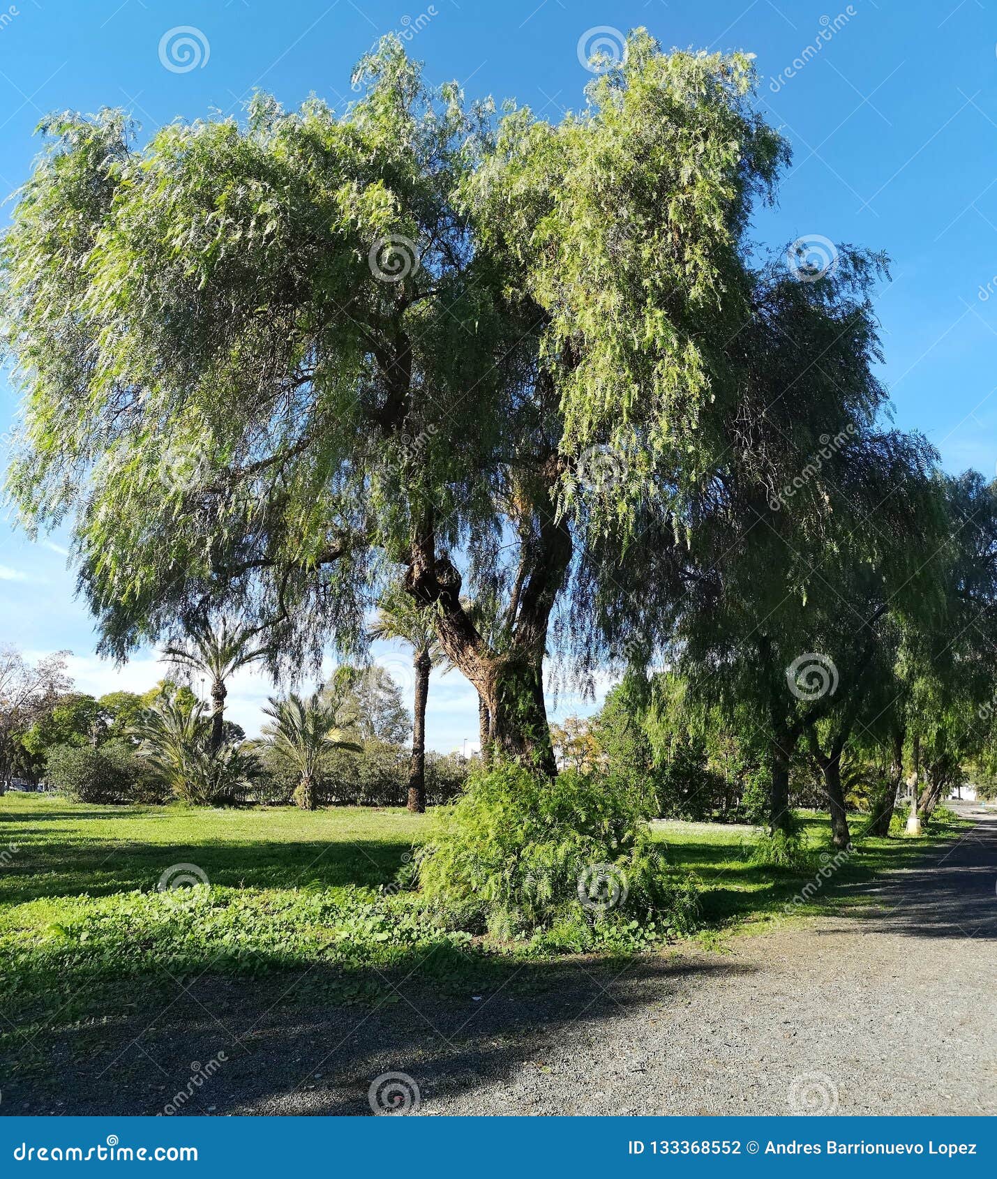 Trees by pathway stock photo. Image of park, outdoor - 133368552