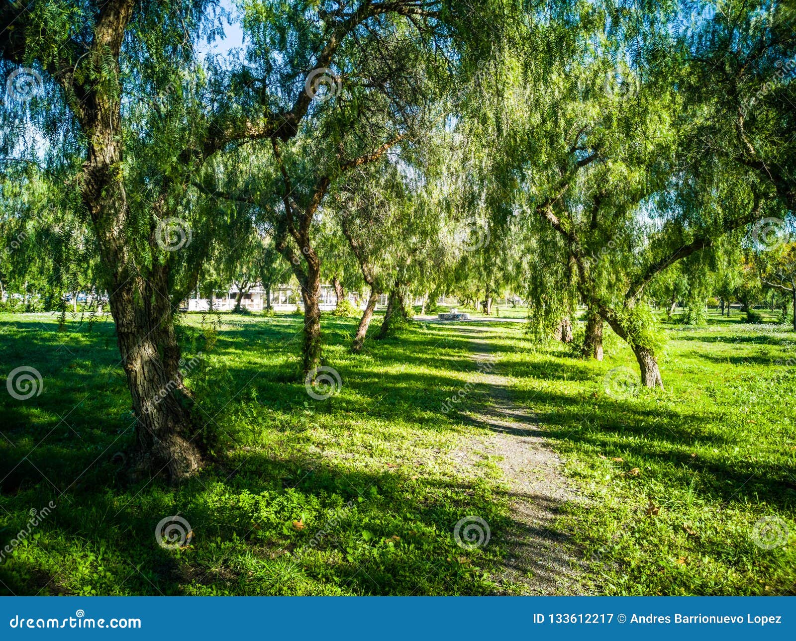 Trees by pathway stock image. Image of nature, pathway - 133612217