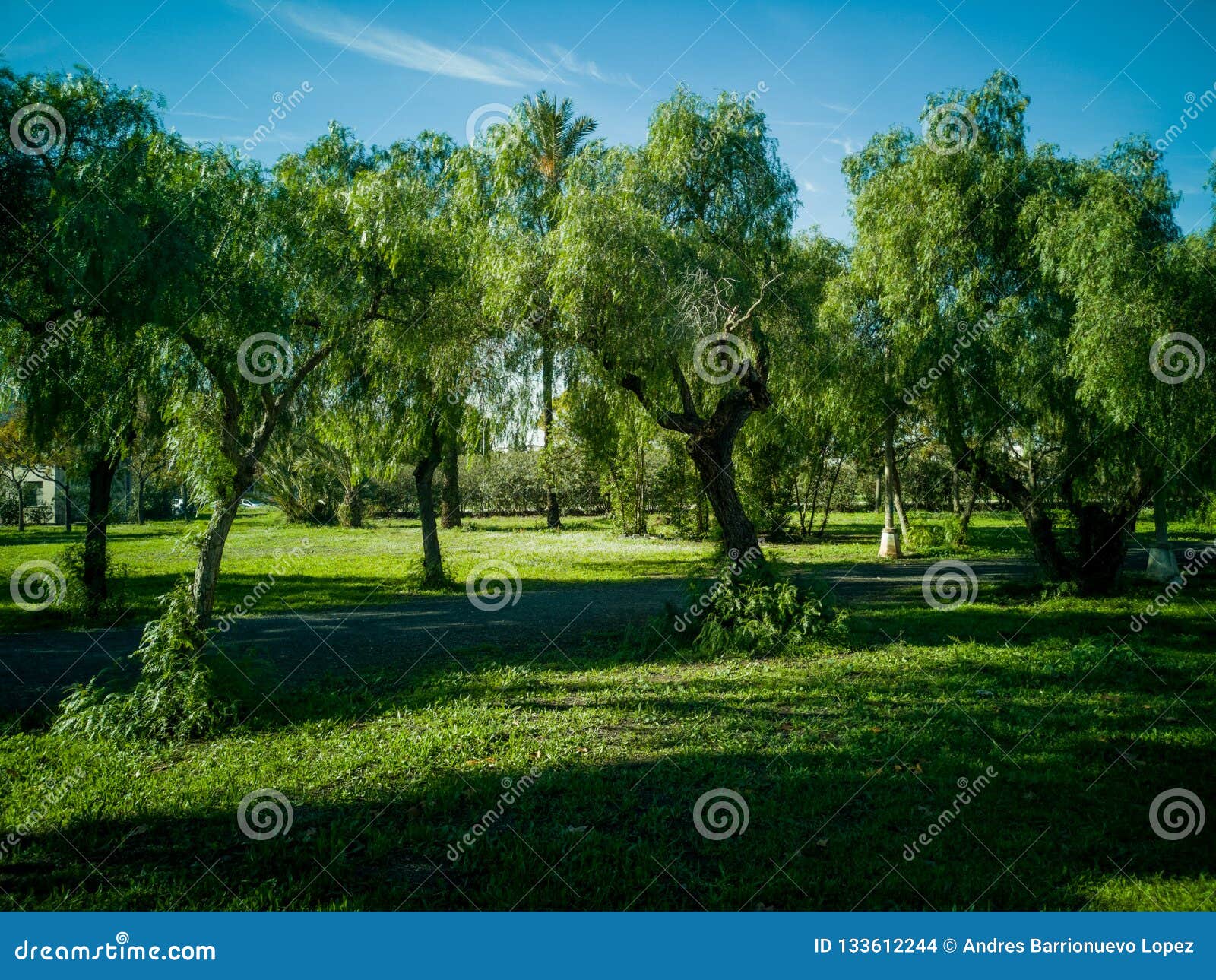 Trees by pathway stock photo. Image of trees, lined - 133612244