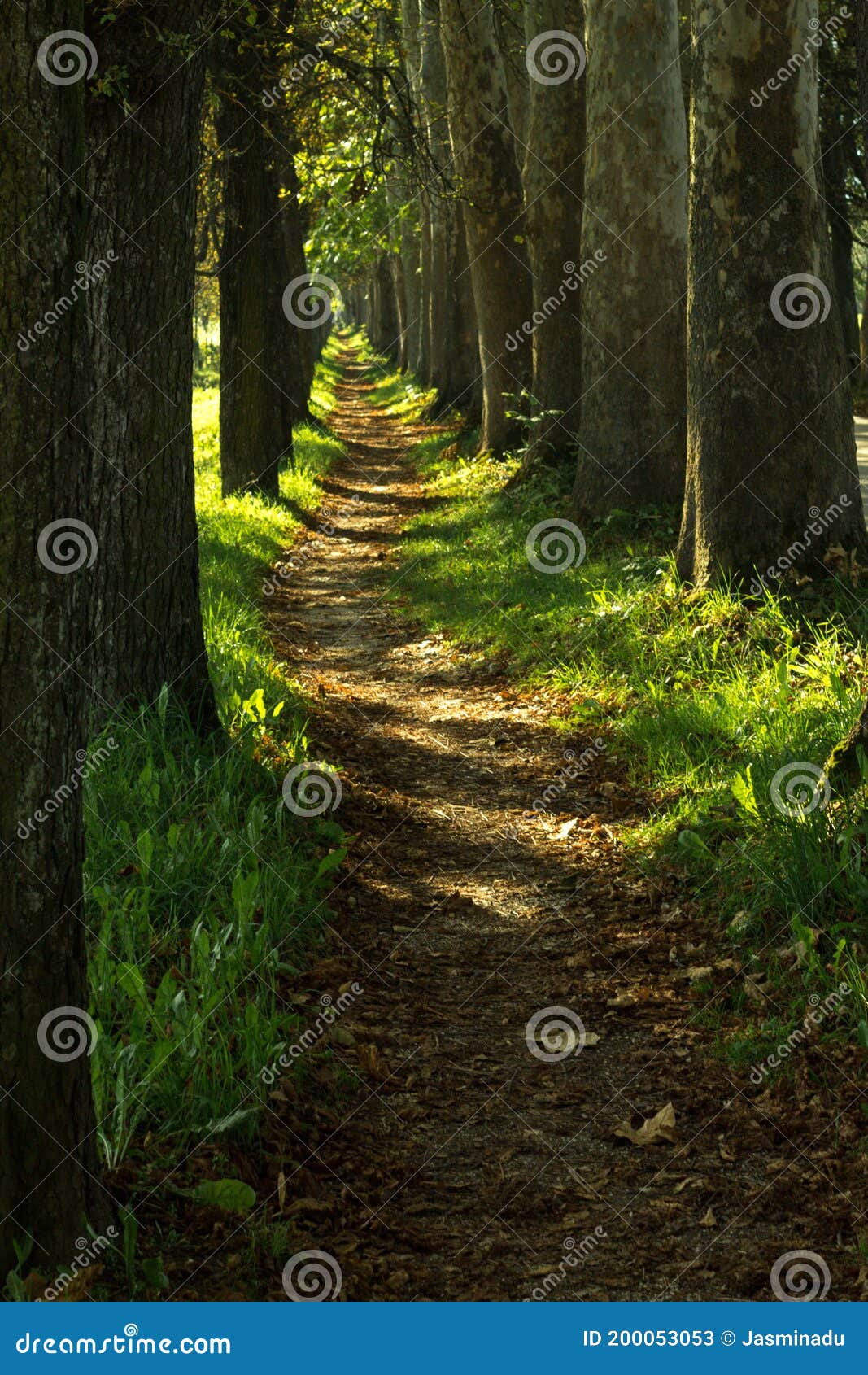 Pathway through the Lined Up Trees Stock Image - Image of daytime ...