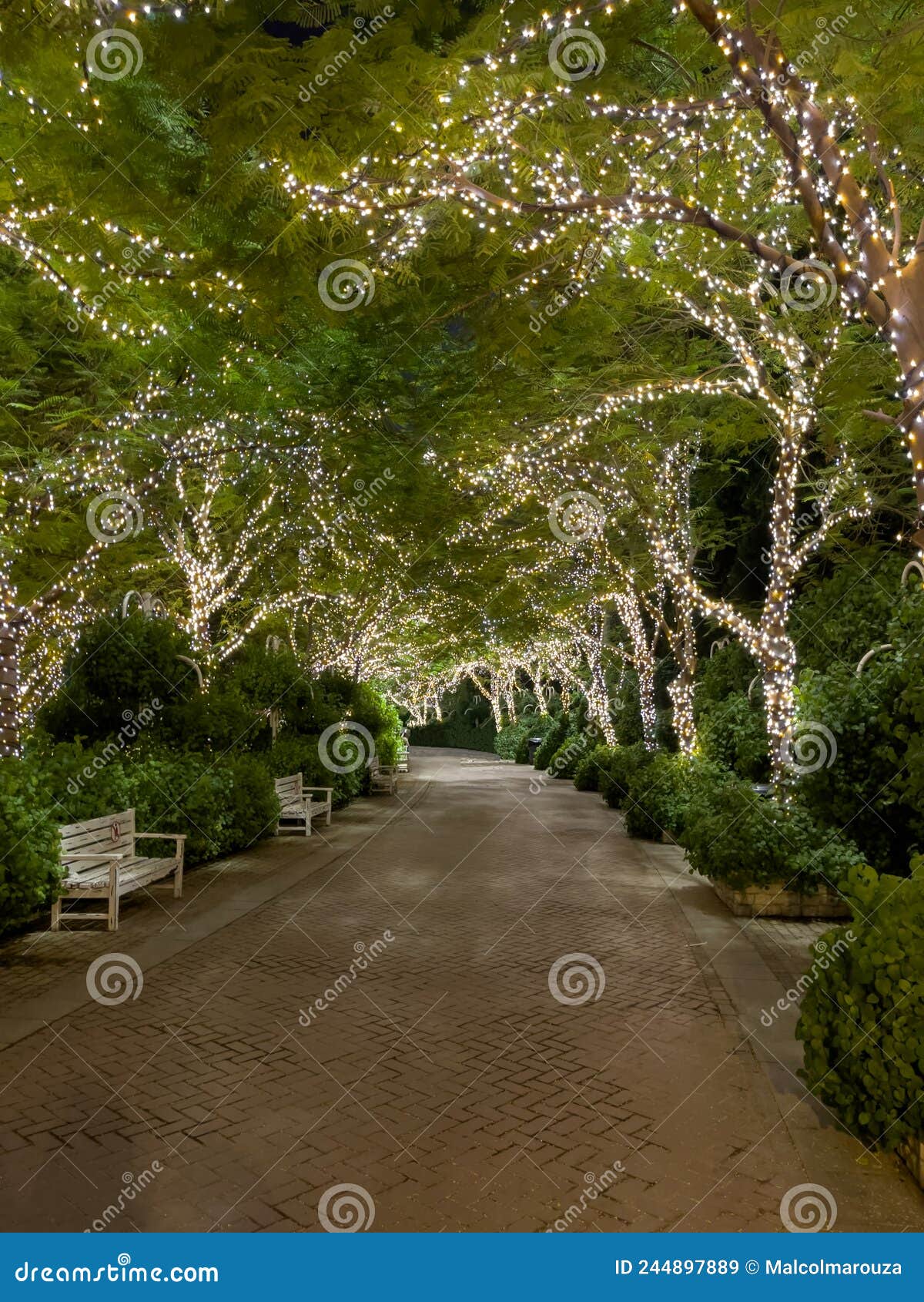 Pathway with Lit-up Trees on the Side Stock Image - Image of ...