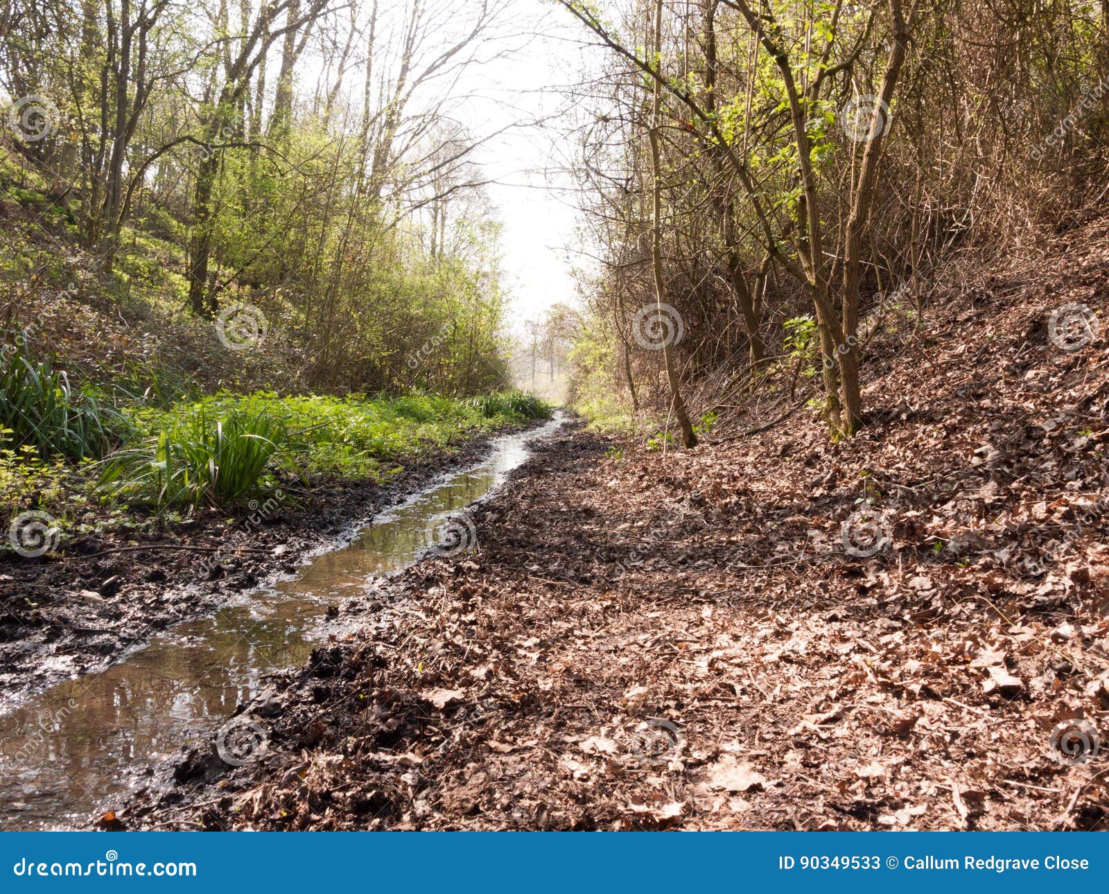 A Pathway and Little River Running through a Forest Stock Image - Image ...