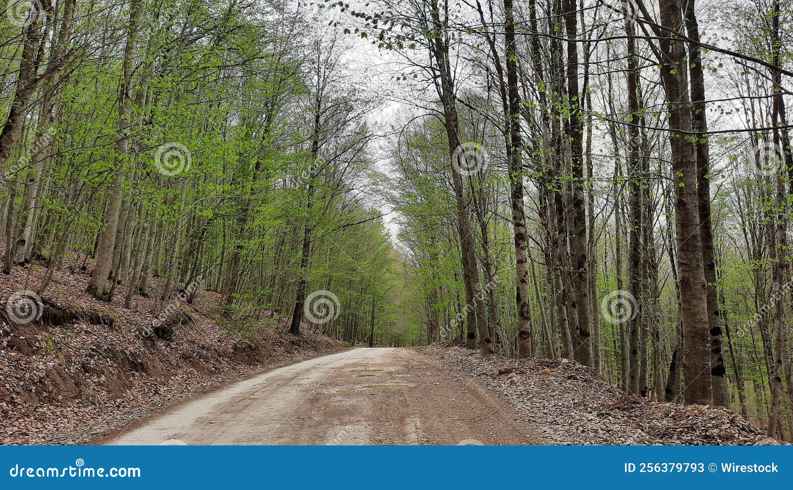 Pathway between Long Trees in a Forest Stock Image - Image of beautiful ...