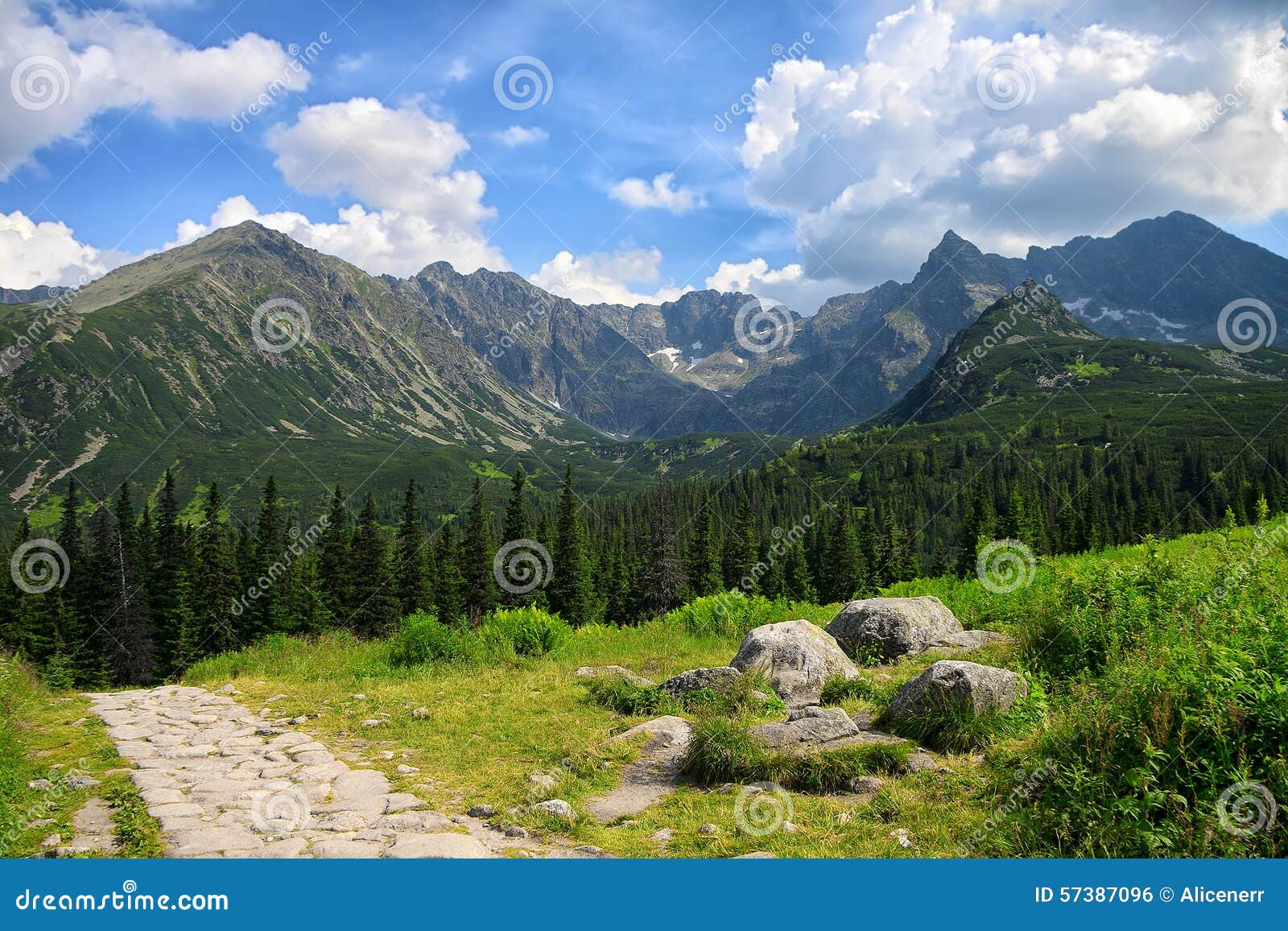Pathway Made of Stones through Green Field and Pine Tree Forest Stock ...