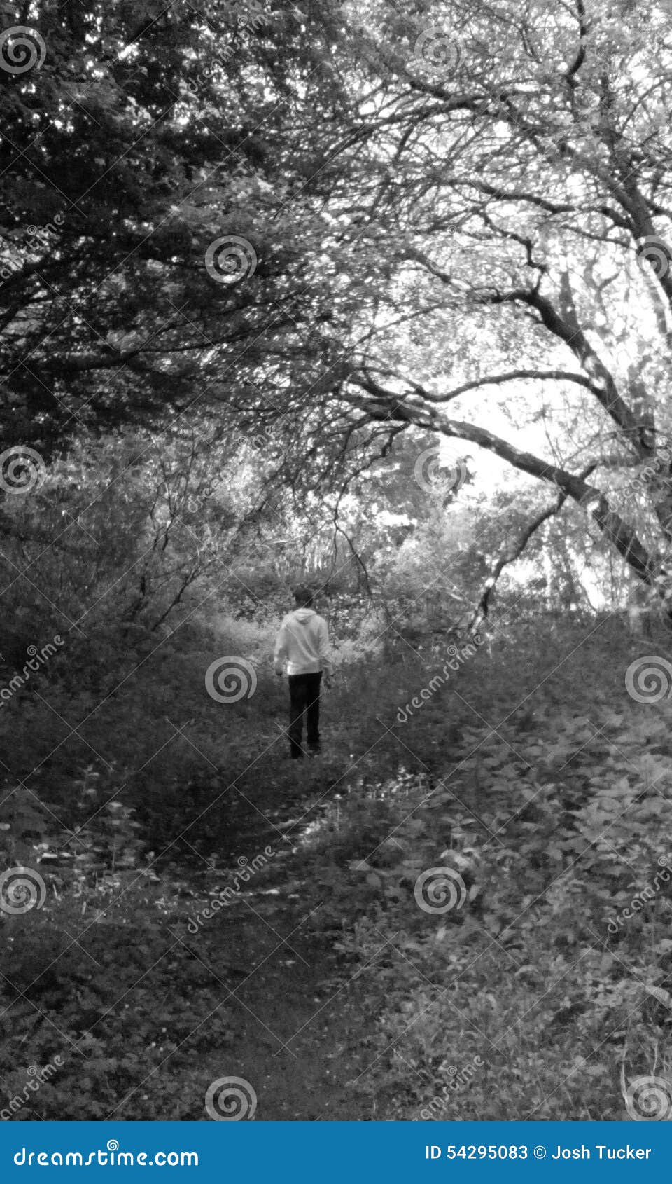 Pathway editorial stock photo. Image of black, plants - 54295083
