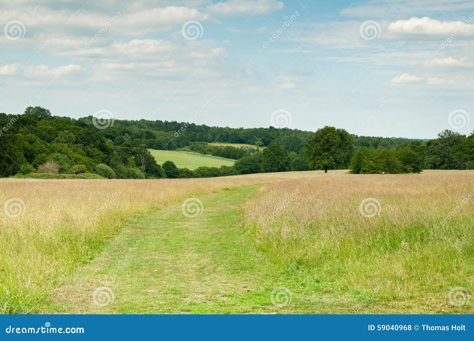 Pathway through a meadow stock photo. Image of fields - 59040968