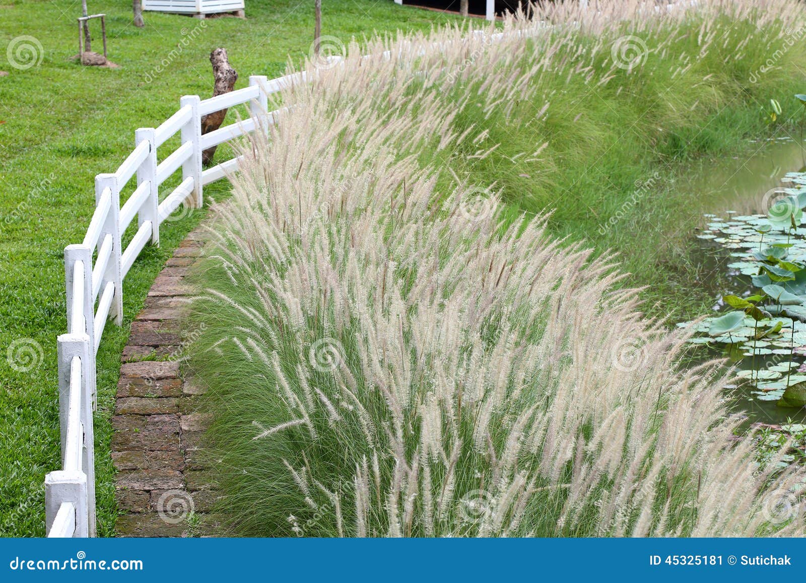 Pathway in Meadow with White Fence Stock Image - Image of green, grass ...