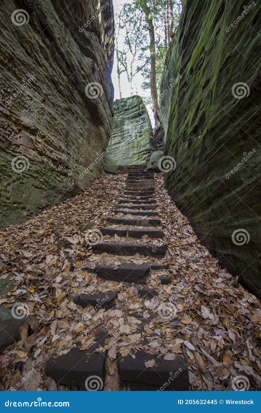 Pathway in the Middle of Cliffs in a Forest Captured during the Daytime ...