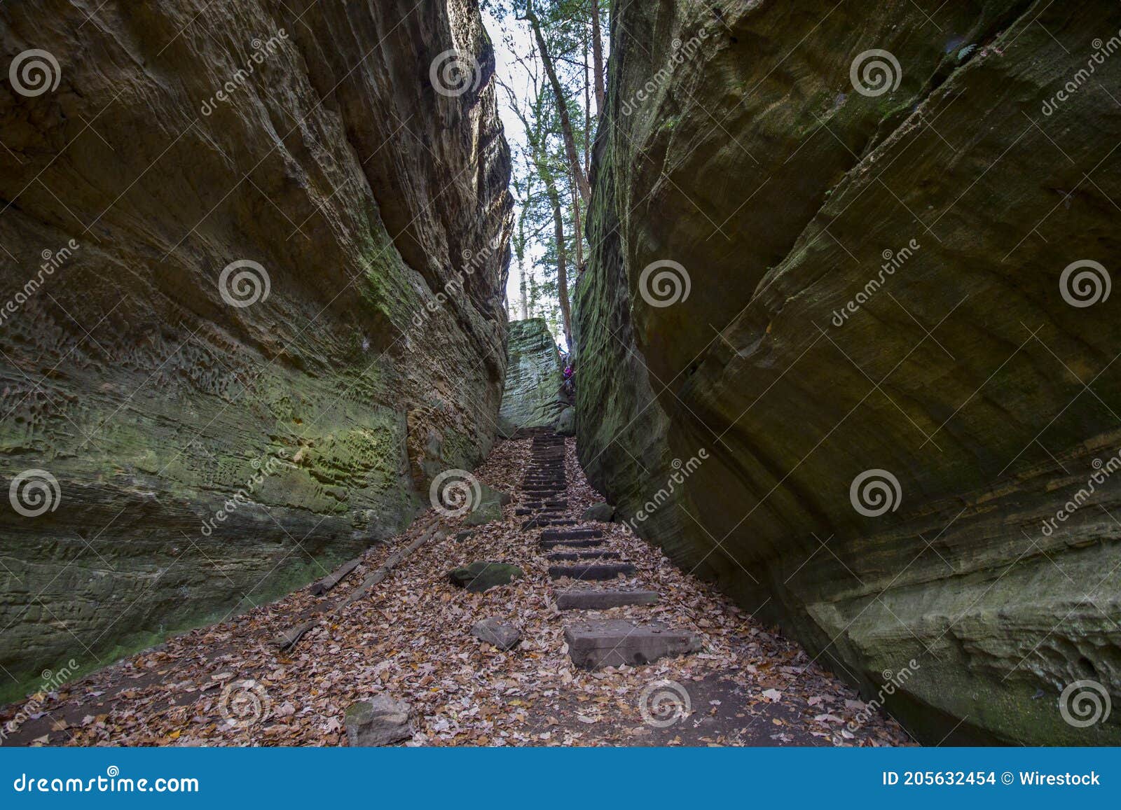 Pathway in the Middle of Cliffs in a Forest Captured during the Daytime ...