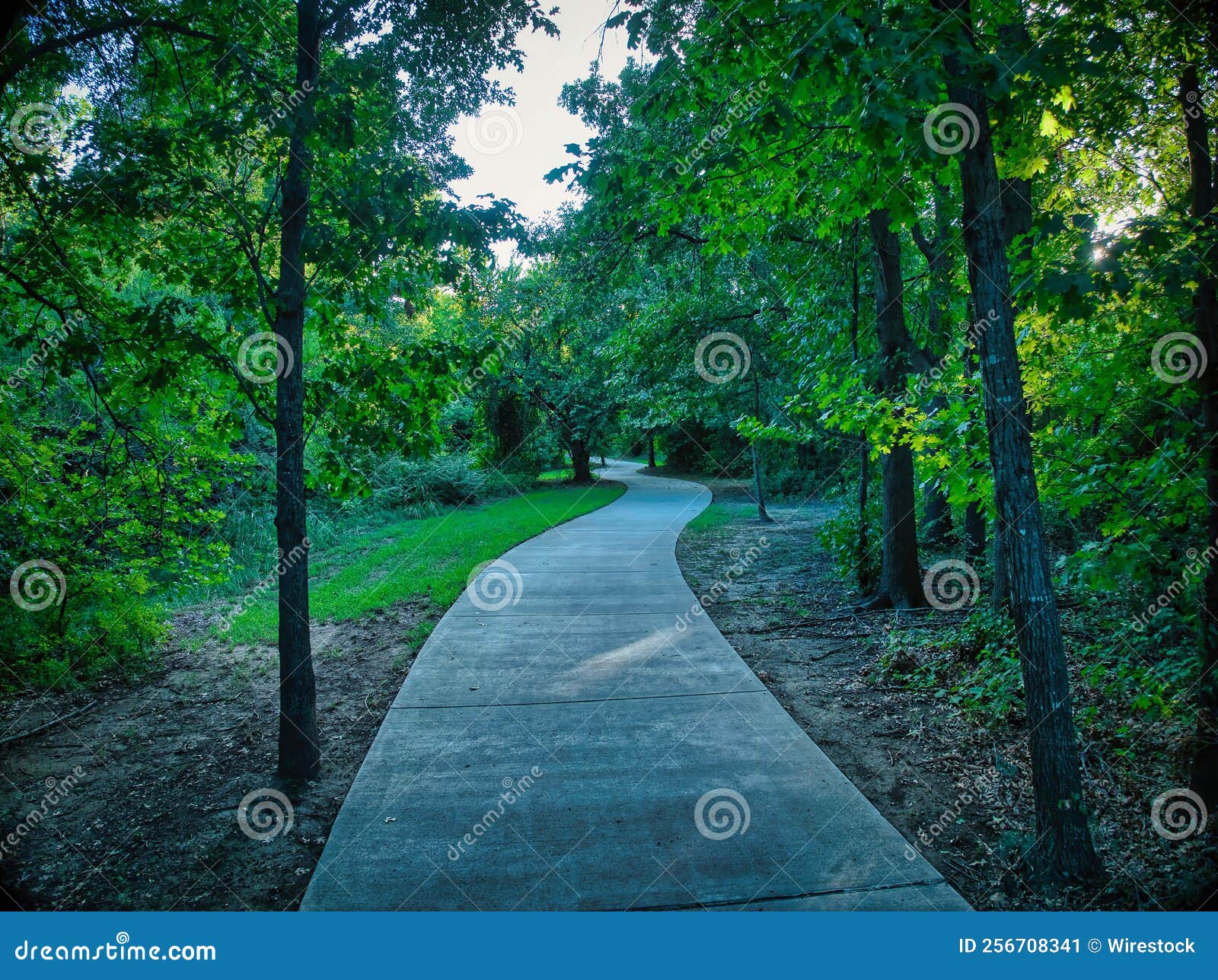 Pathway in the Middle of the Forest Stock Image - Image of forest, wood ...