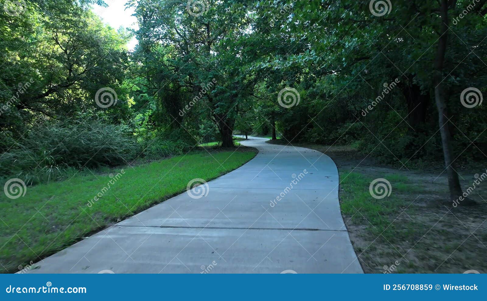 Pathway in the Middle of the Forest Stock Video - Video of road ...