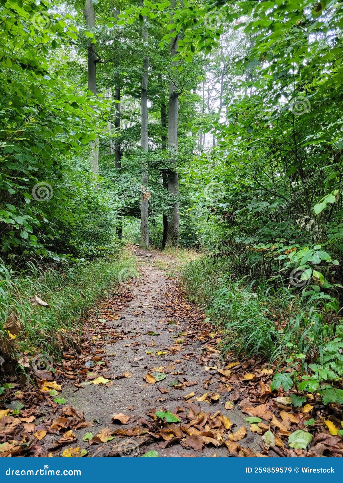 Pathway in the Middle of the Forest Stock Image - Image of natural ...