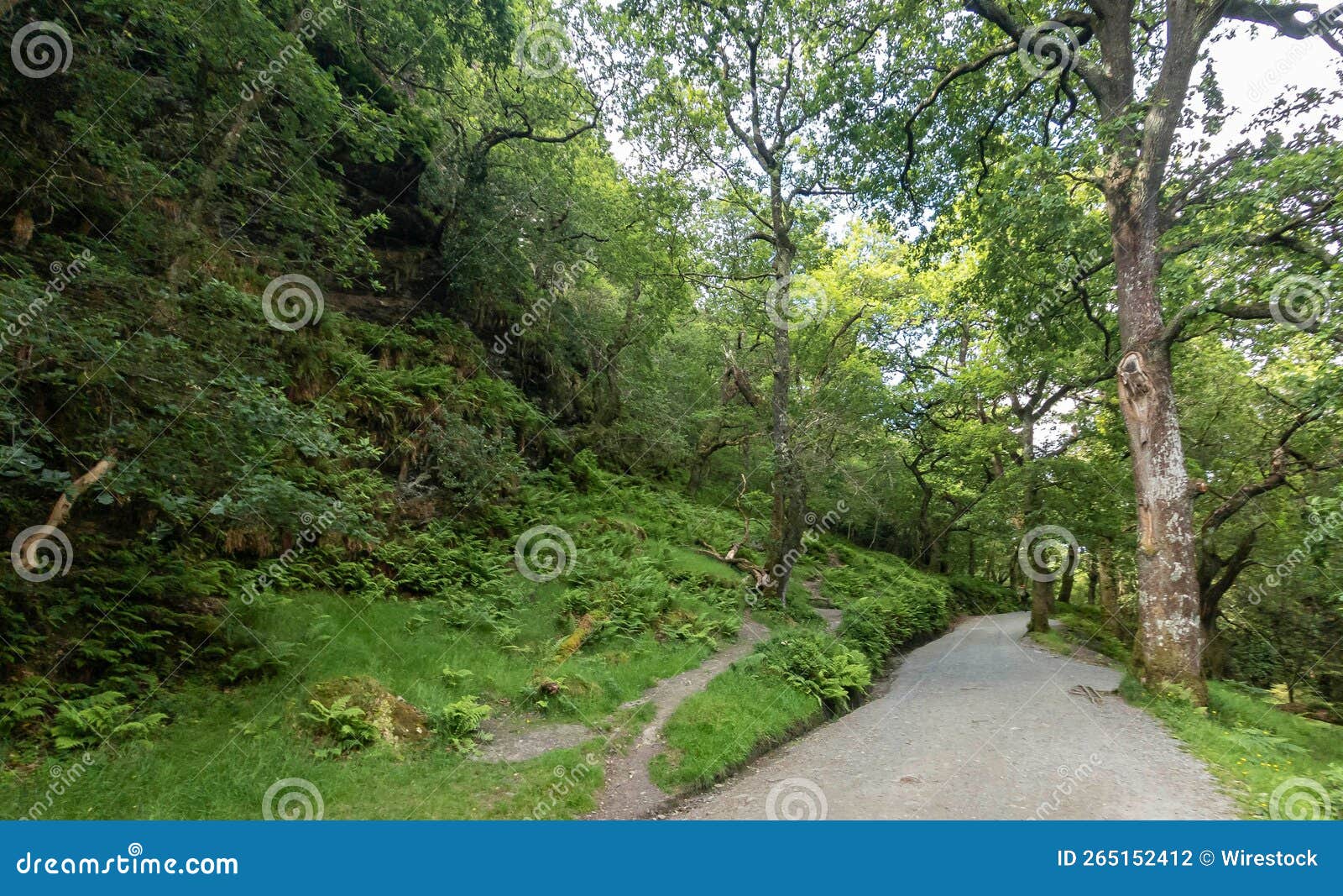 Pathway in the Middle of the Forest Stock Photo - Image of beautiful ...