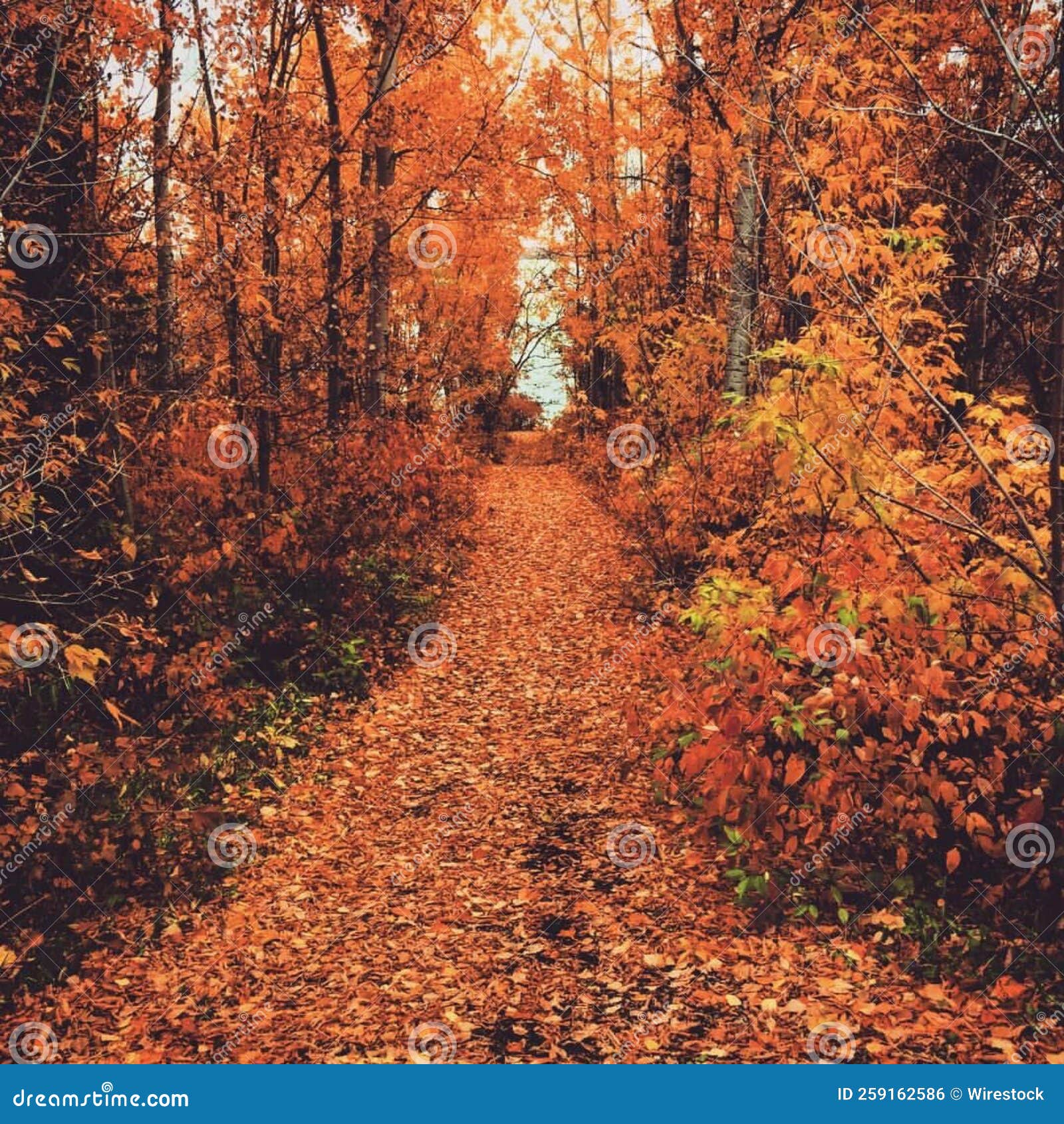 Pathway in the Middle of the Forest with Autumn Trees Stock Photo ...