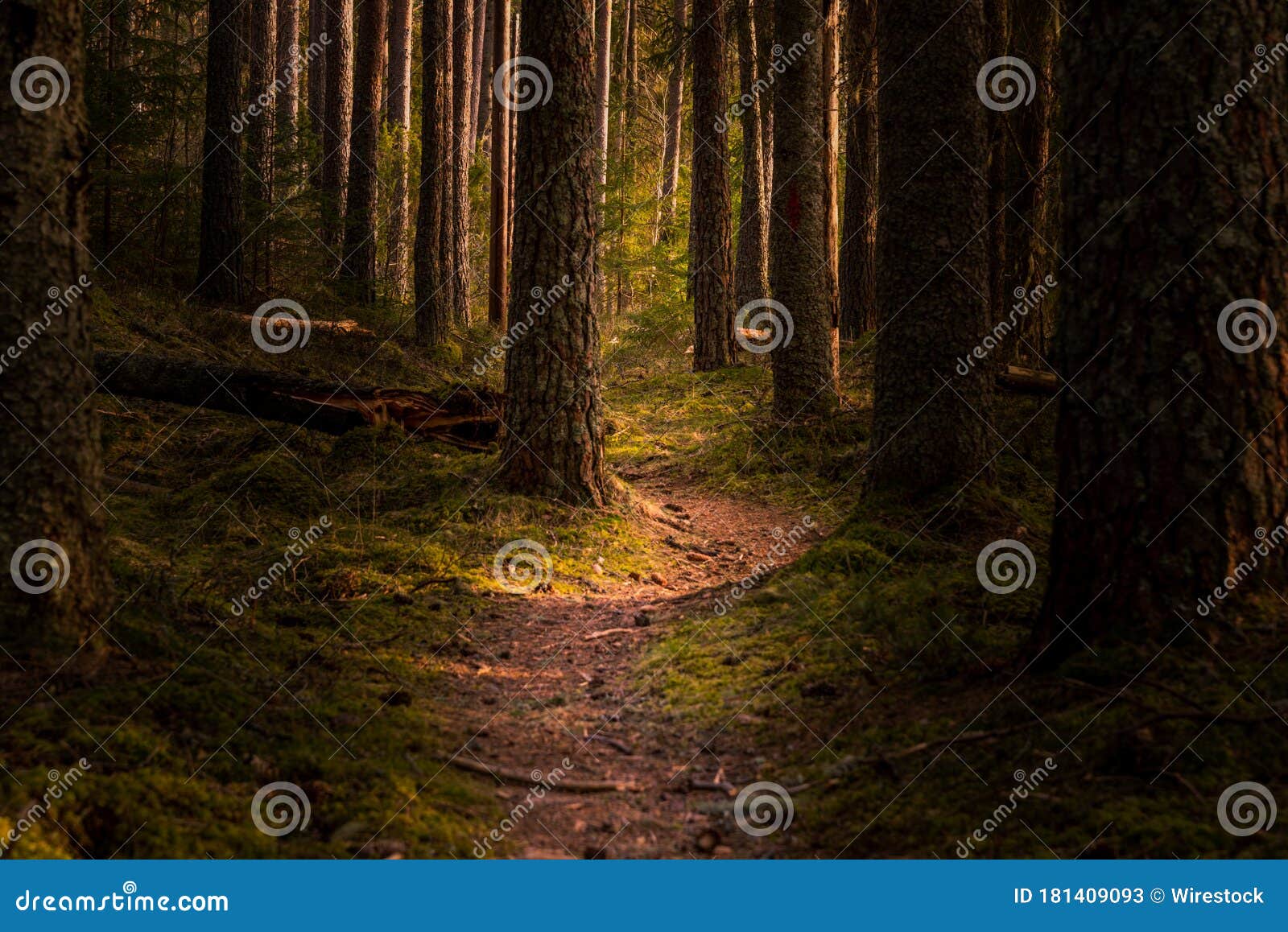 Pathway in the Middle of a Forest with Tall Trees - Great for a ...