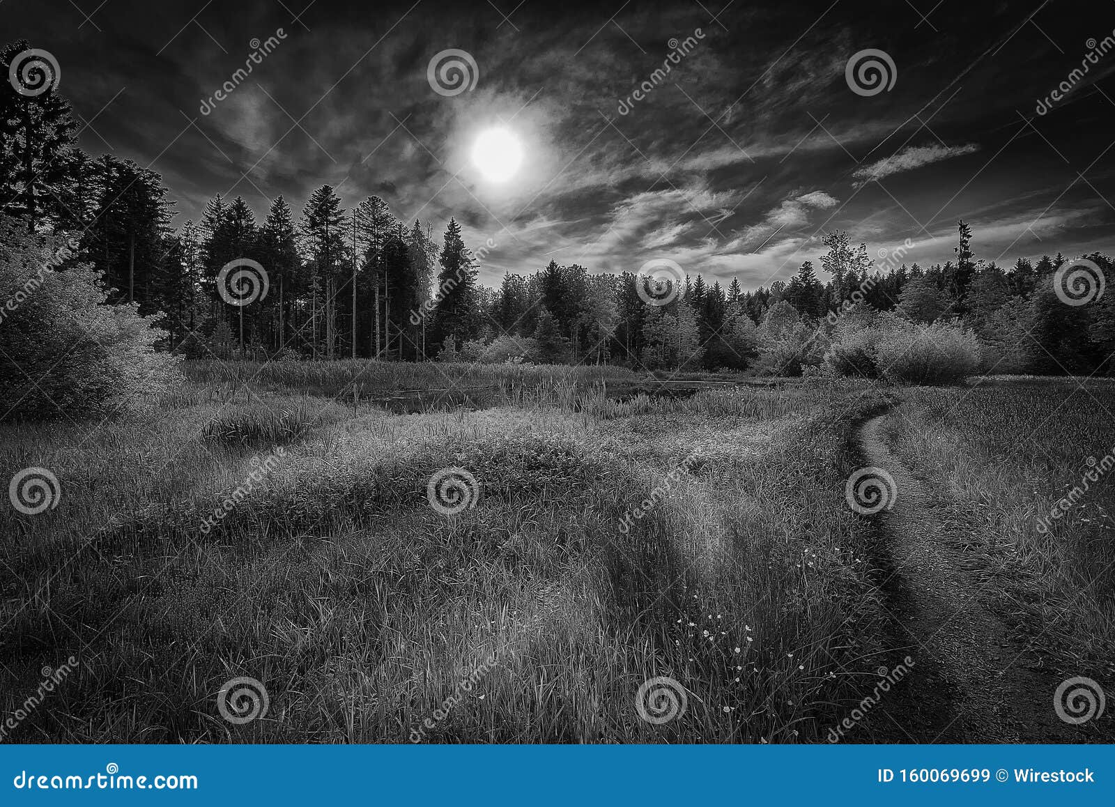 Pathway in the Middle of the Grassy Field with Trees in the Distance in ...