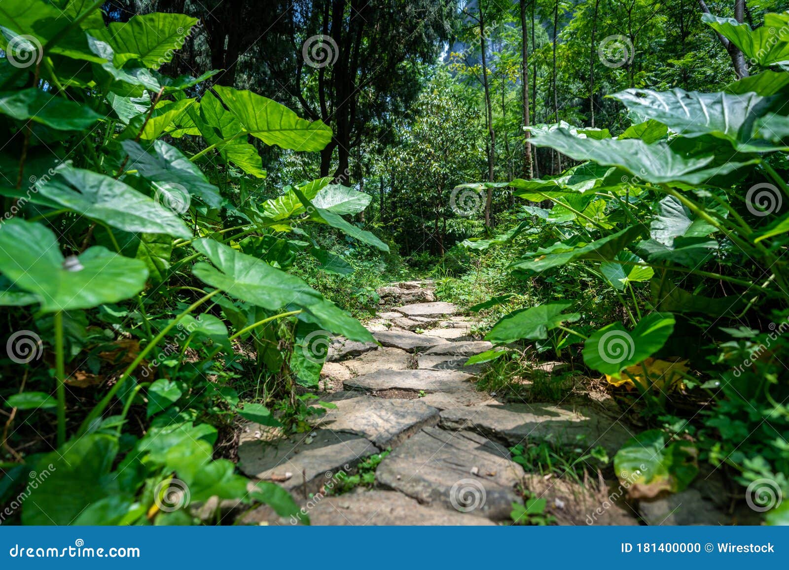 Pathway in the Middle of Green Plants and Trees Stock Photo - Image of ...