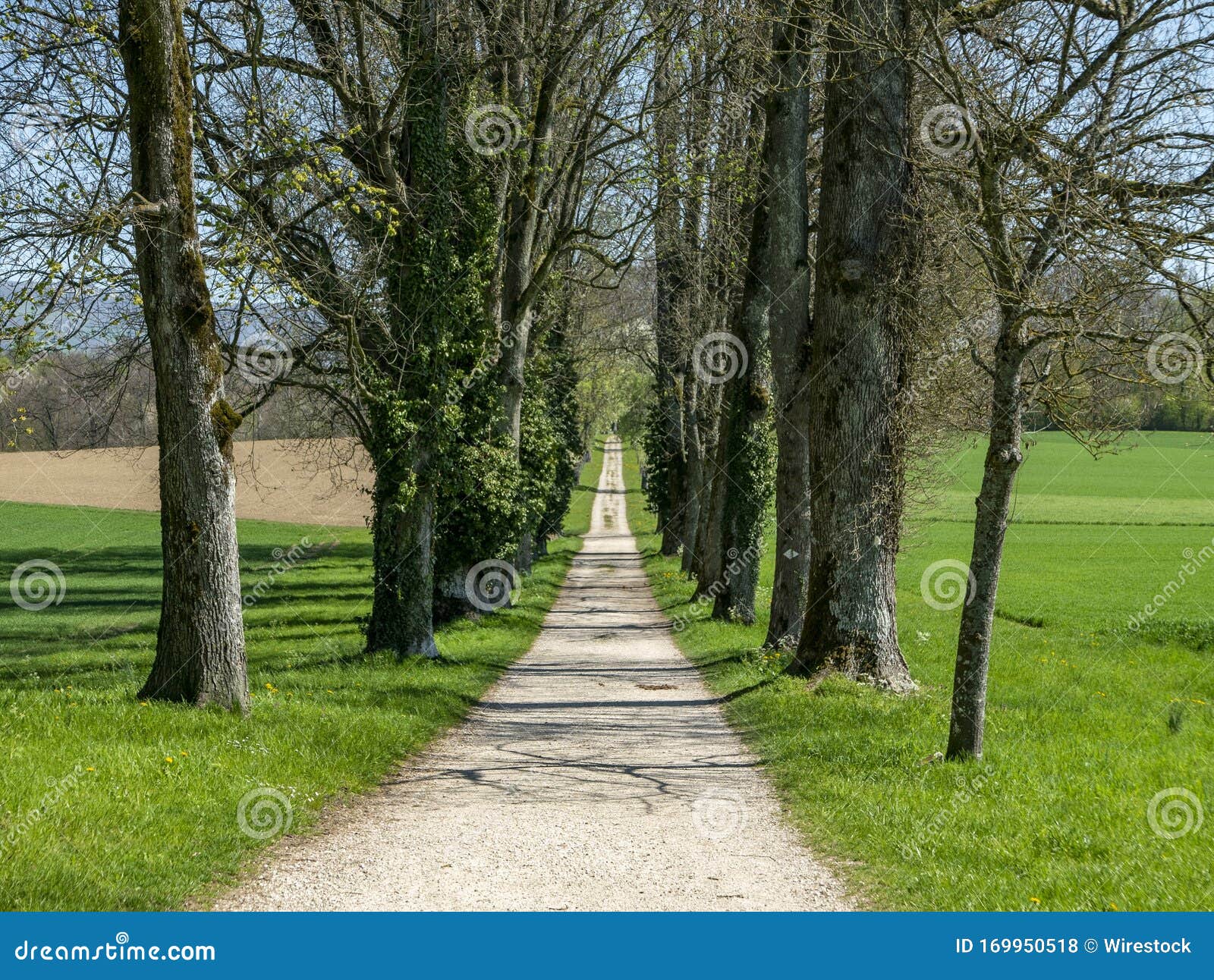 Pathway in the Middle of the Park Surrounded by High Rise Trees Stock ...
