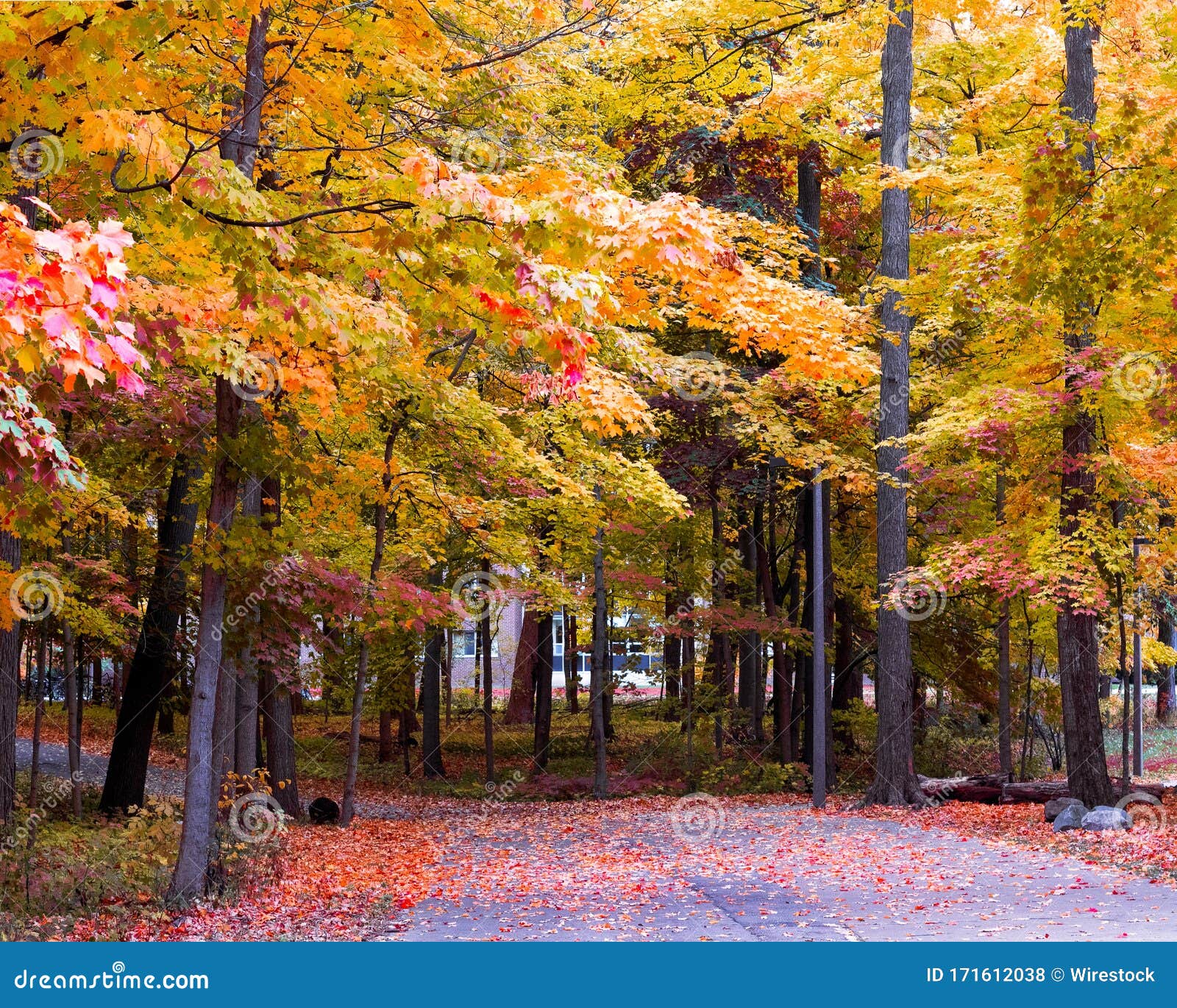 Pathway in the Middle of Red and Yellow Leafed Trees at the Park Stock ...