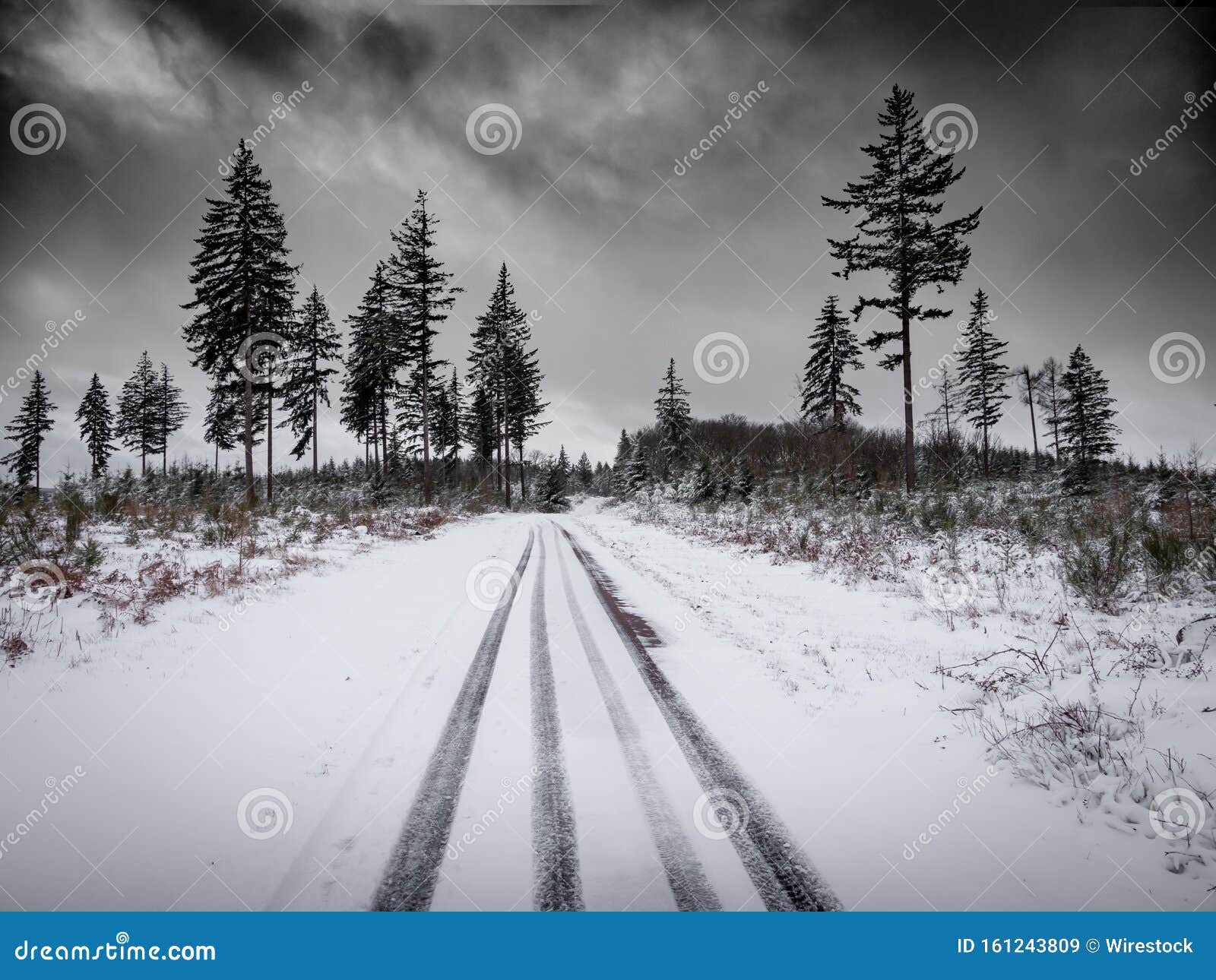 Pathway in the Middle of Snowy Fields with Trees Under a Cloudy Sky in ...