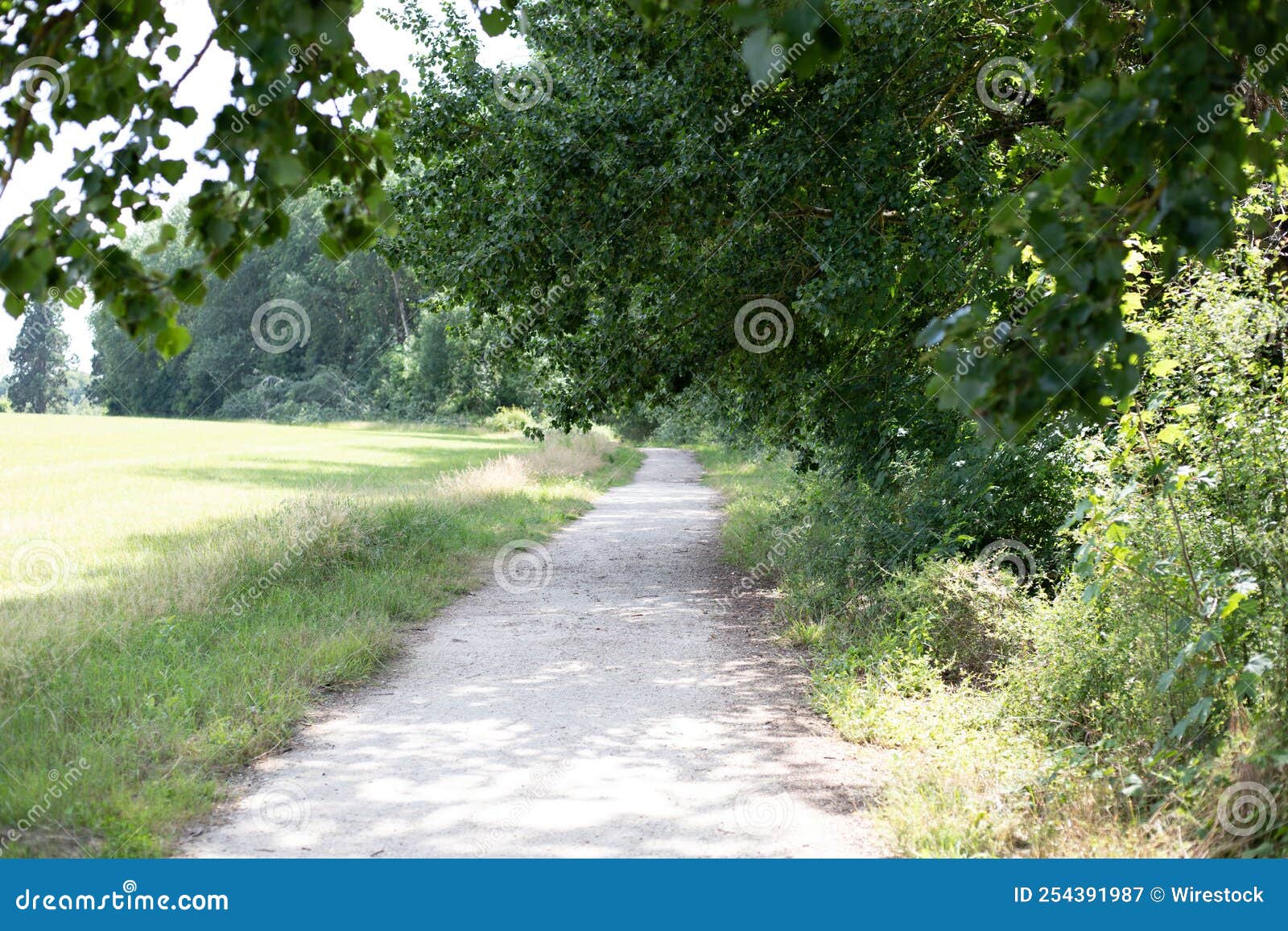 In the Middle of Trees and a Meadow Stock Image - Image of summer ...