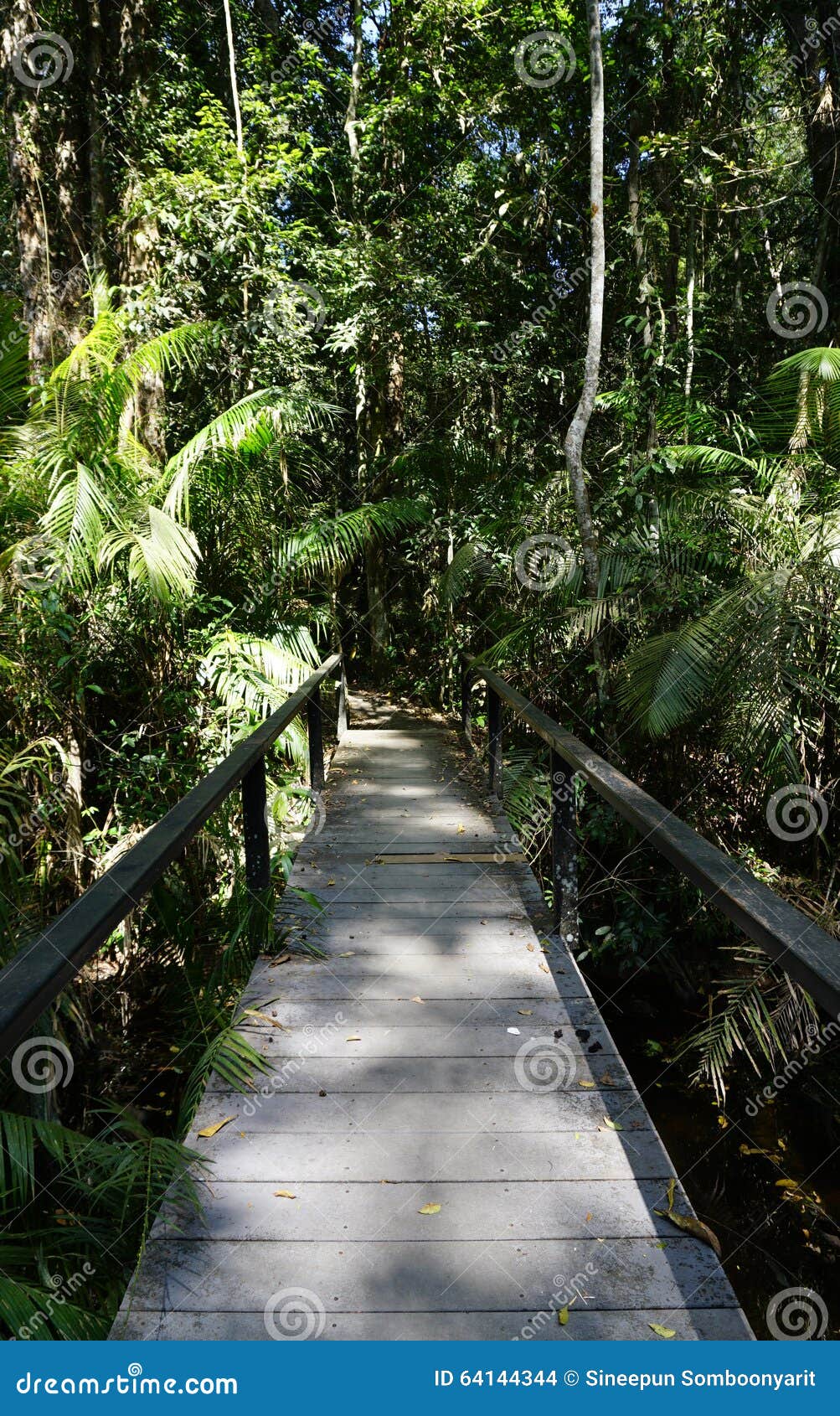 Pathway in the Middle of Tropical Forest Stock Photo - Image of furrow ...