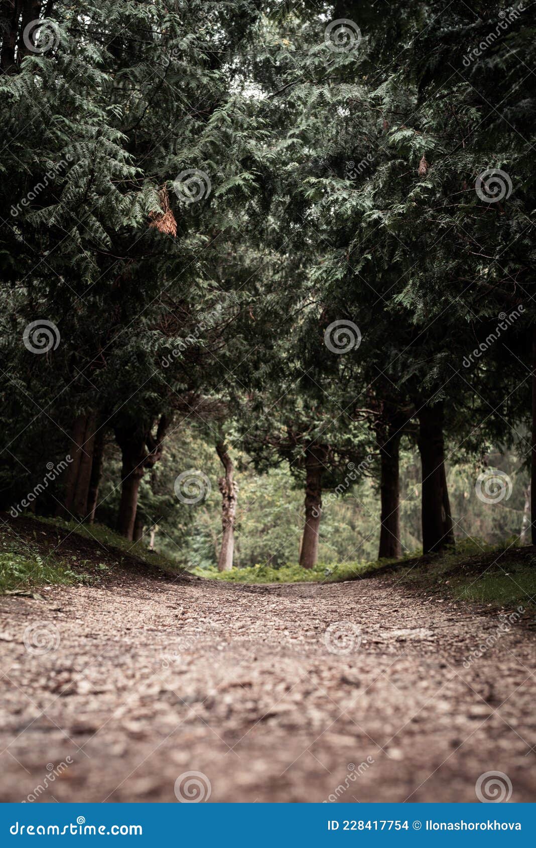 Pathway in the Misty Pine Forest Stock Photo - Image of beautiful, blue ...