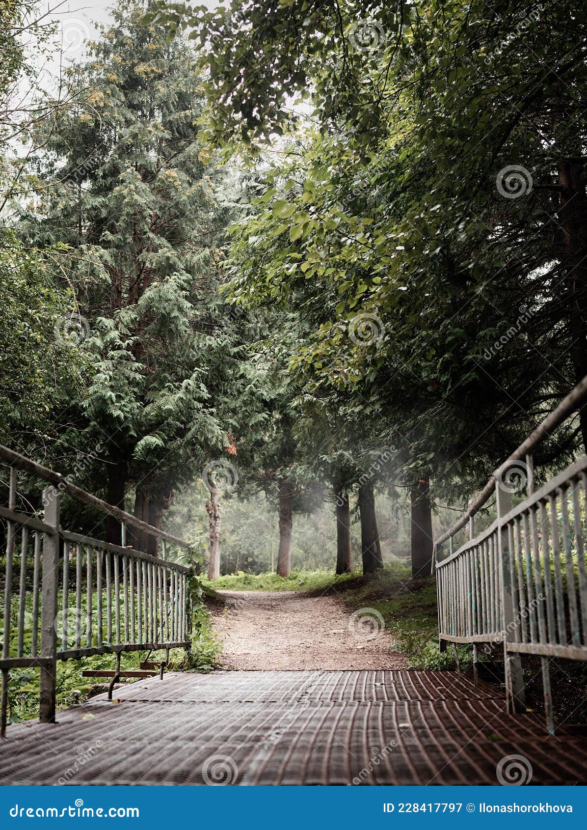 Pathway in the Misty Pine Forest Stock Image - Image of road, beautiful ...