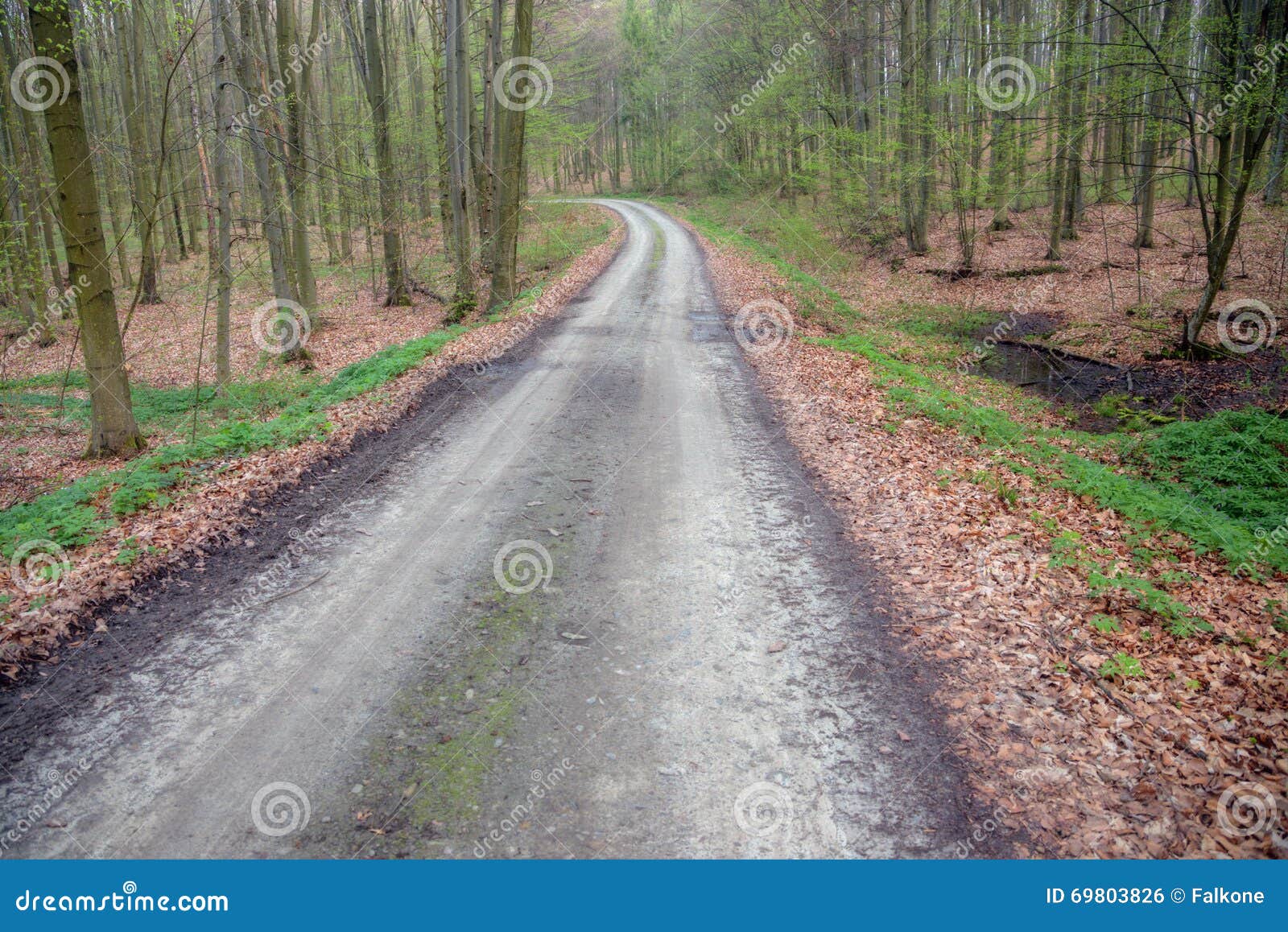 Pathway in the Morning Spring Forest Stock Photo - Image of leaves ...