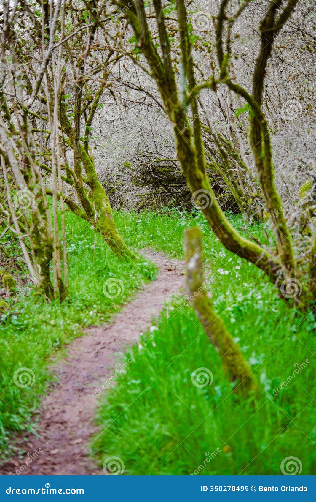 Pathway through a Moss-Covered Forest with Green Grass Stock Image ...
