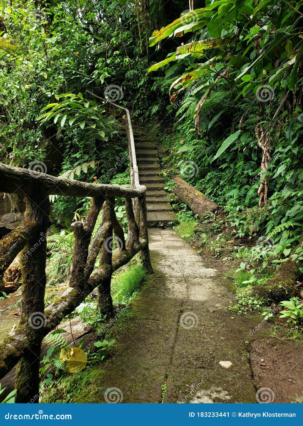 Pathway Moss Forest Costa Rica Stock Image - Image of forest, pathway ...