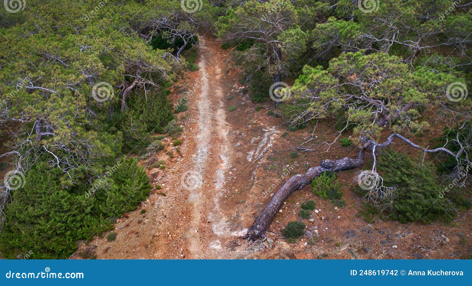 Pathway in Mountain Forest, View from Above Stock Photo - Image of ...