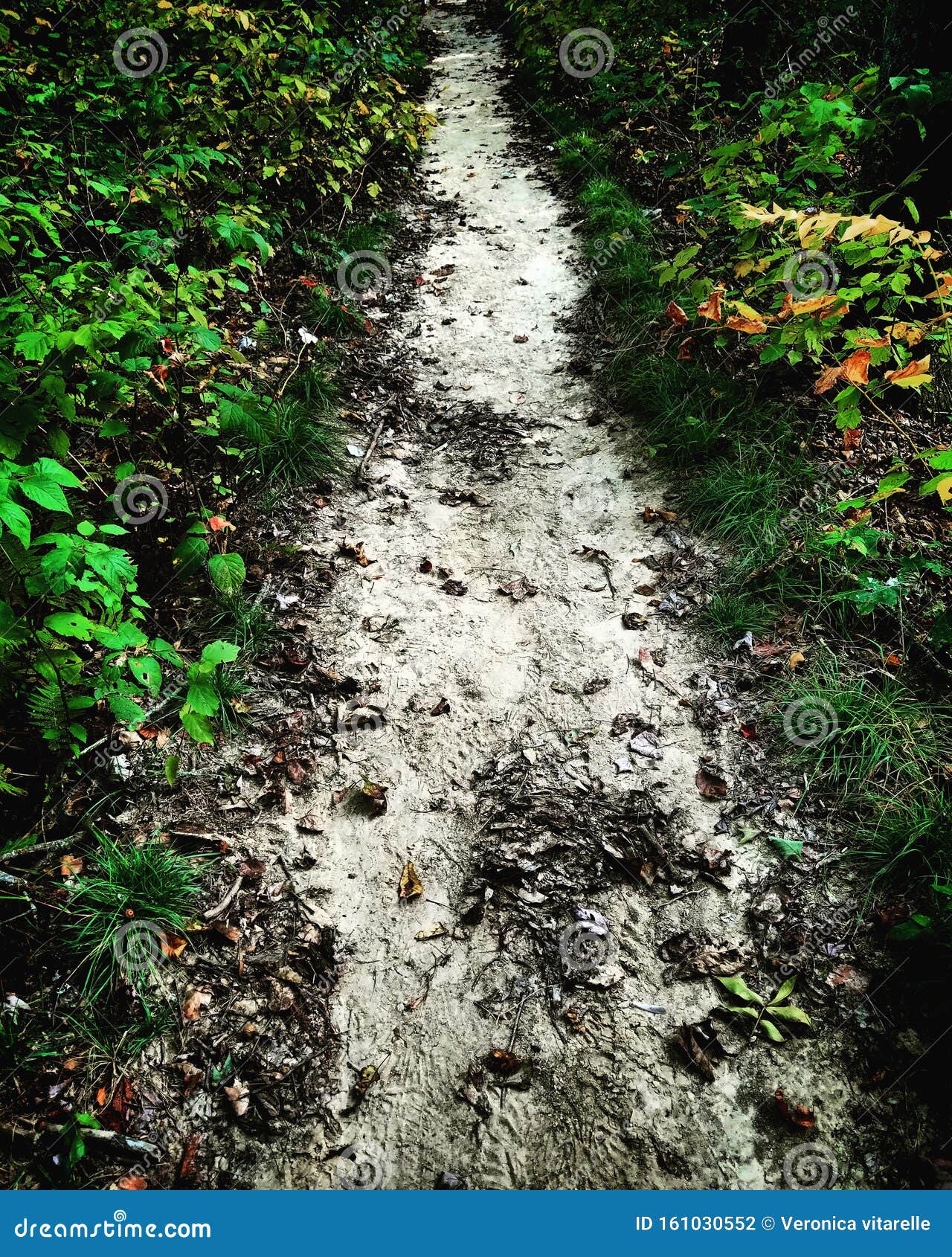 Pathway in the Mountains stock photo. Image of nature - 161030552
