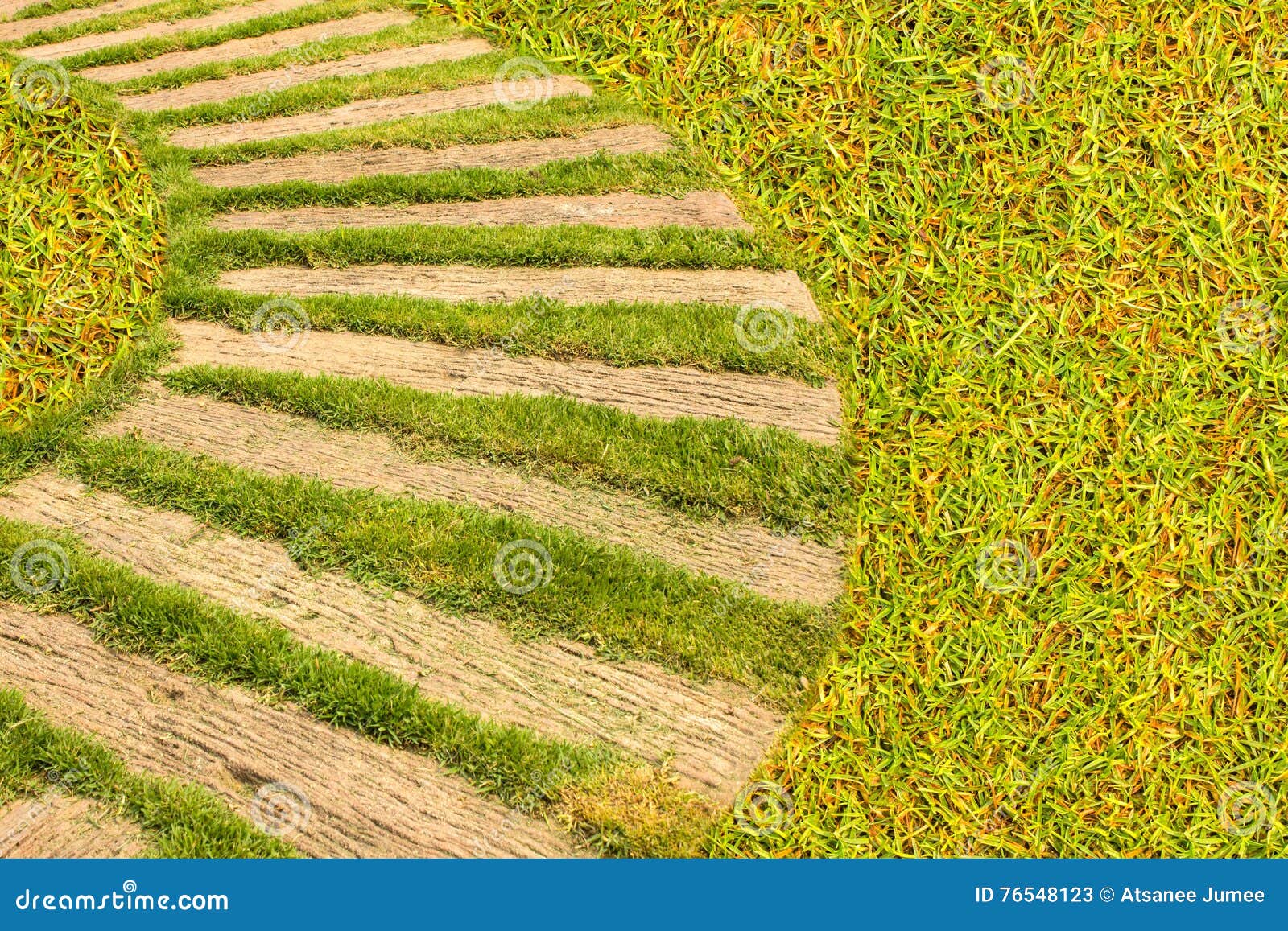 Pathway with Natural Green Grass Stock Image - Image of blade ...