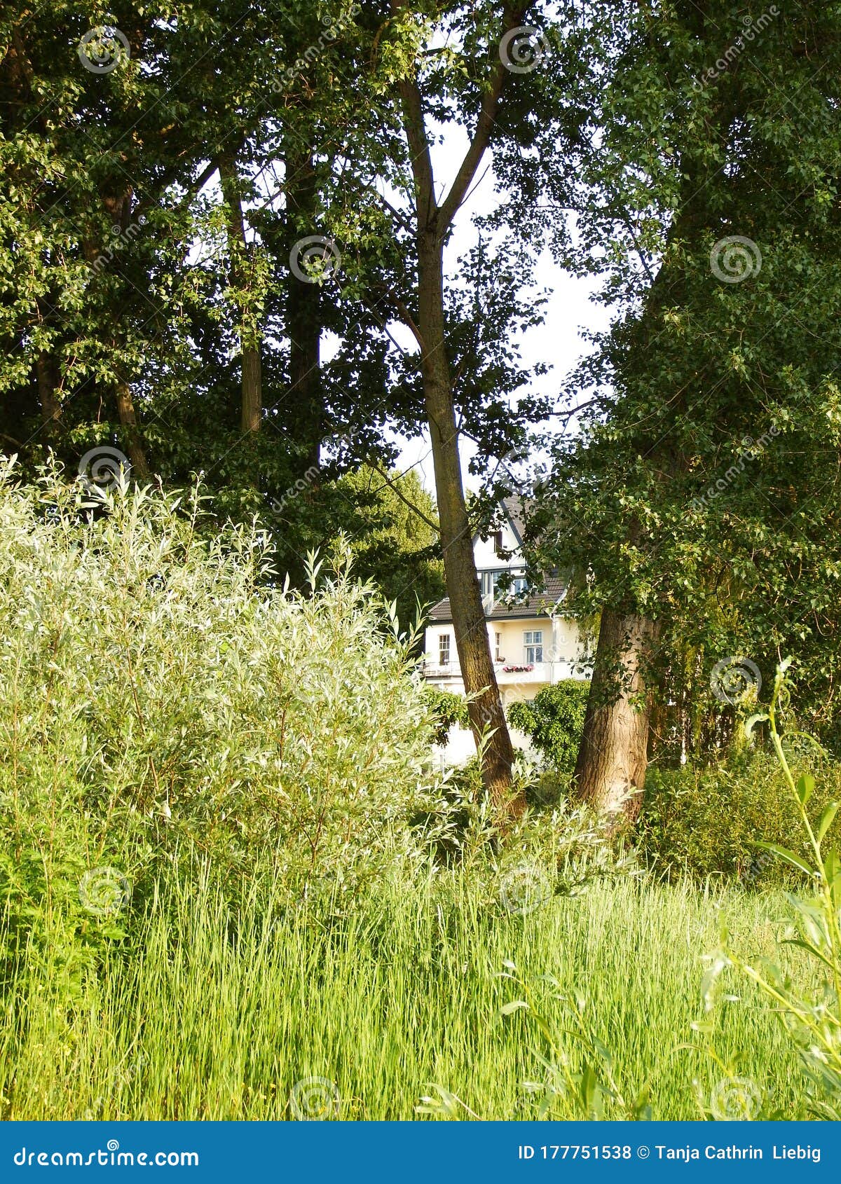 Pathway in Nature with Grass and Trees Stock Photo - Image of river ...