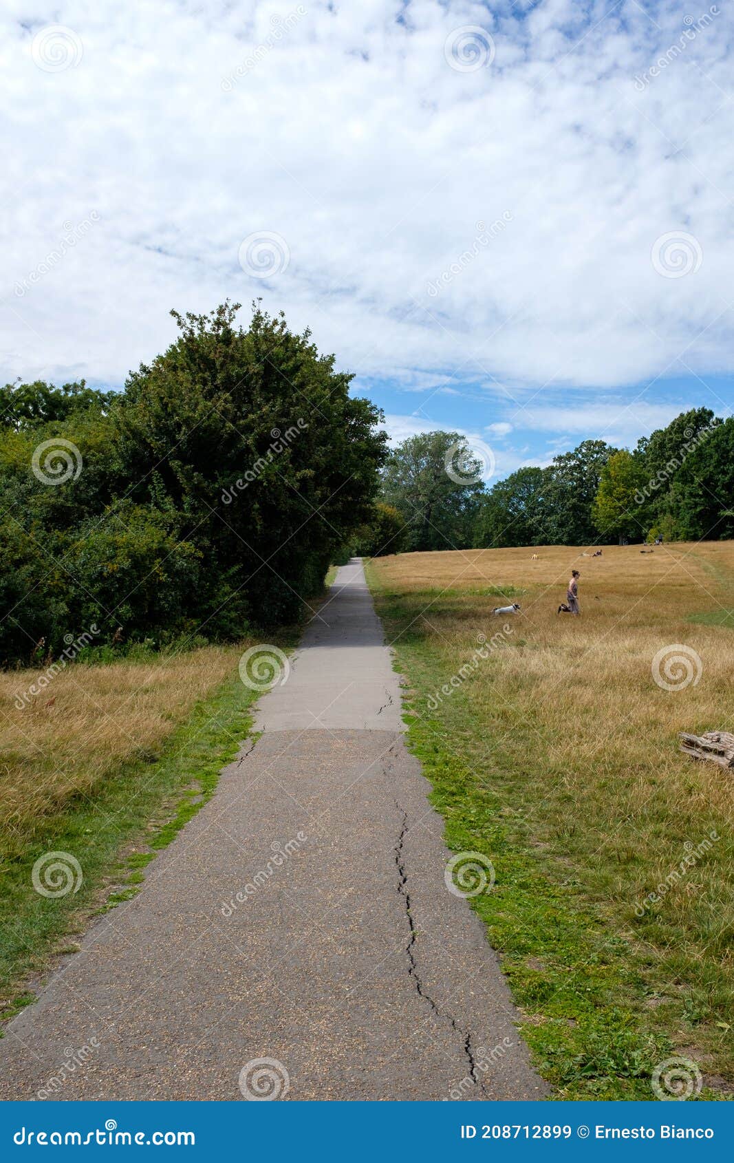 Lovely Pathway In Enfield With Spectacular Tall Green Trees Royalty ...