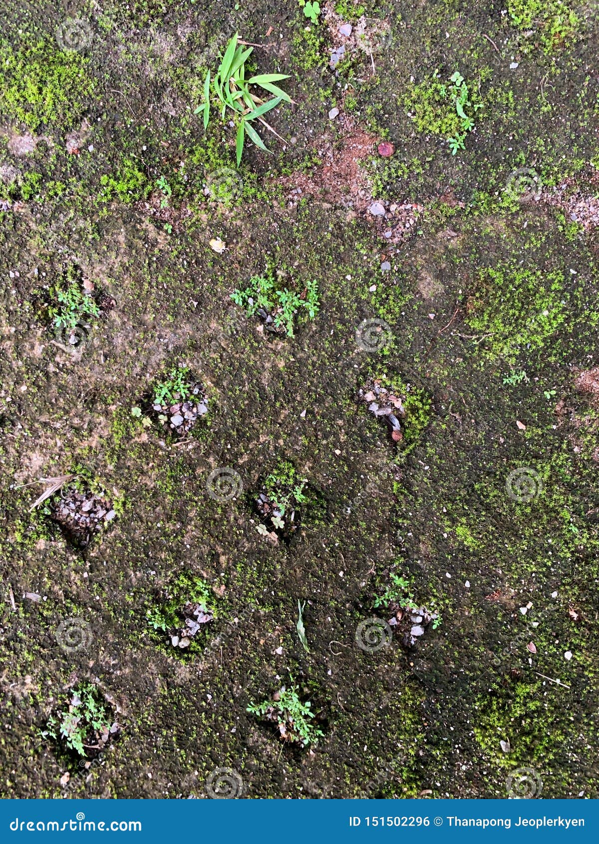 Pathway Nature Texture Background Royalty-Free Stock Image ...